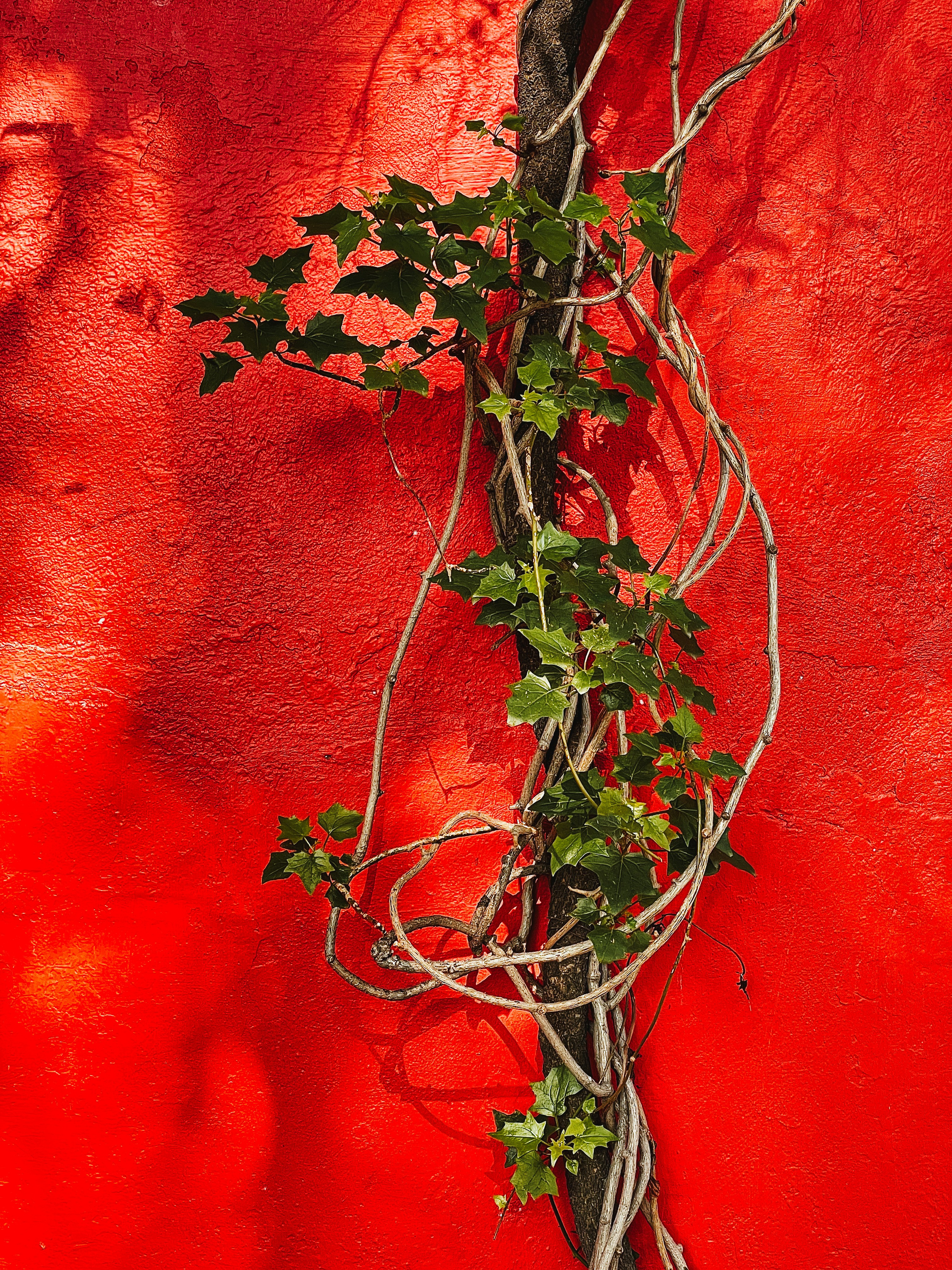Ivy Climber on a Fiery Wall