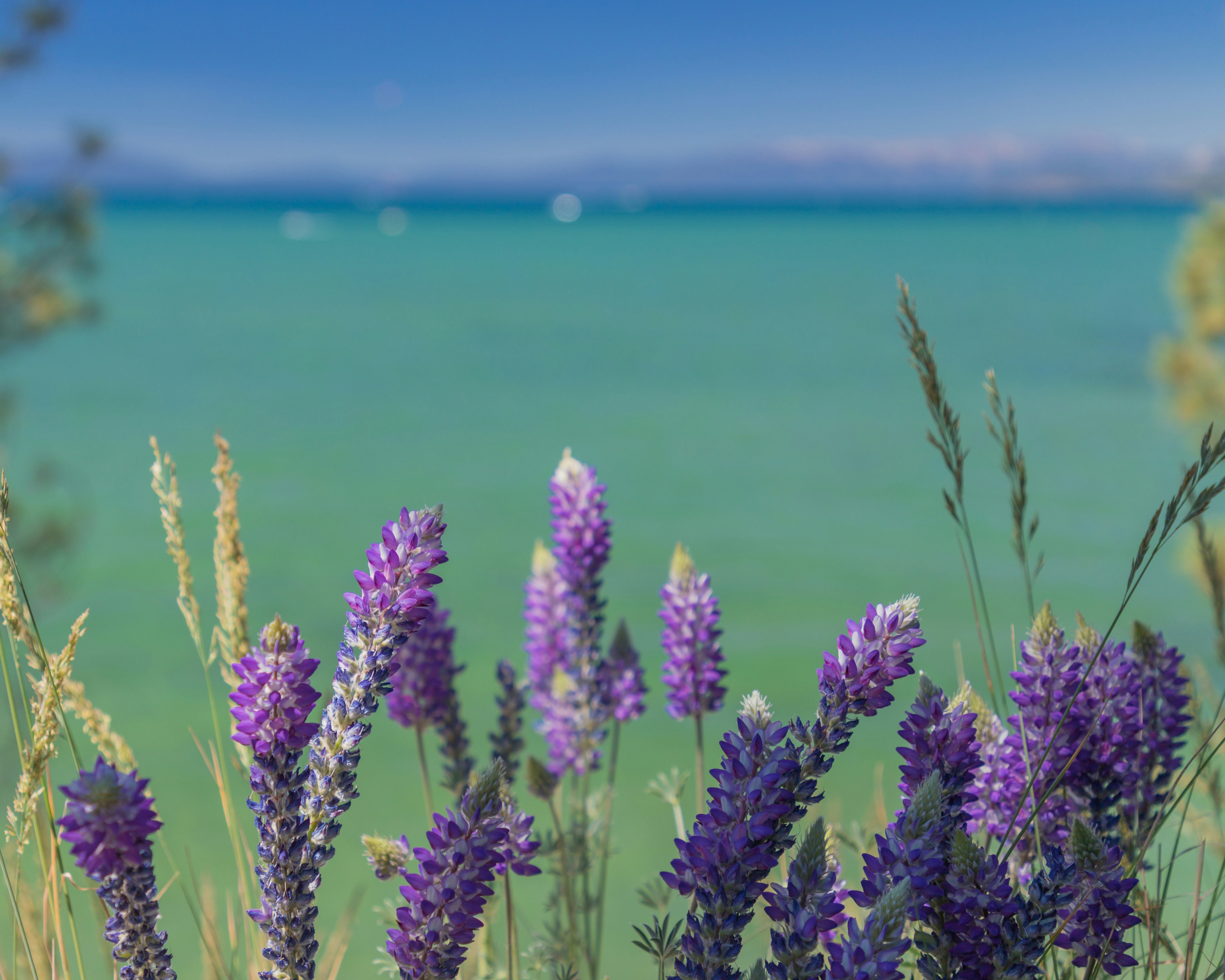 Purple Lavender Fringe by a Turquoise Sea