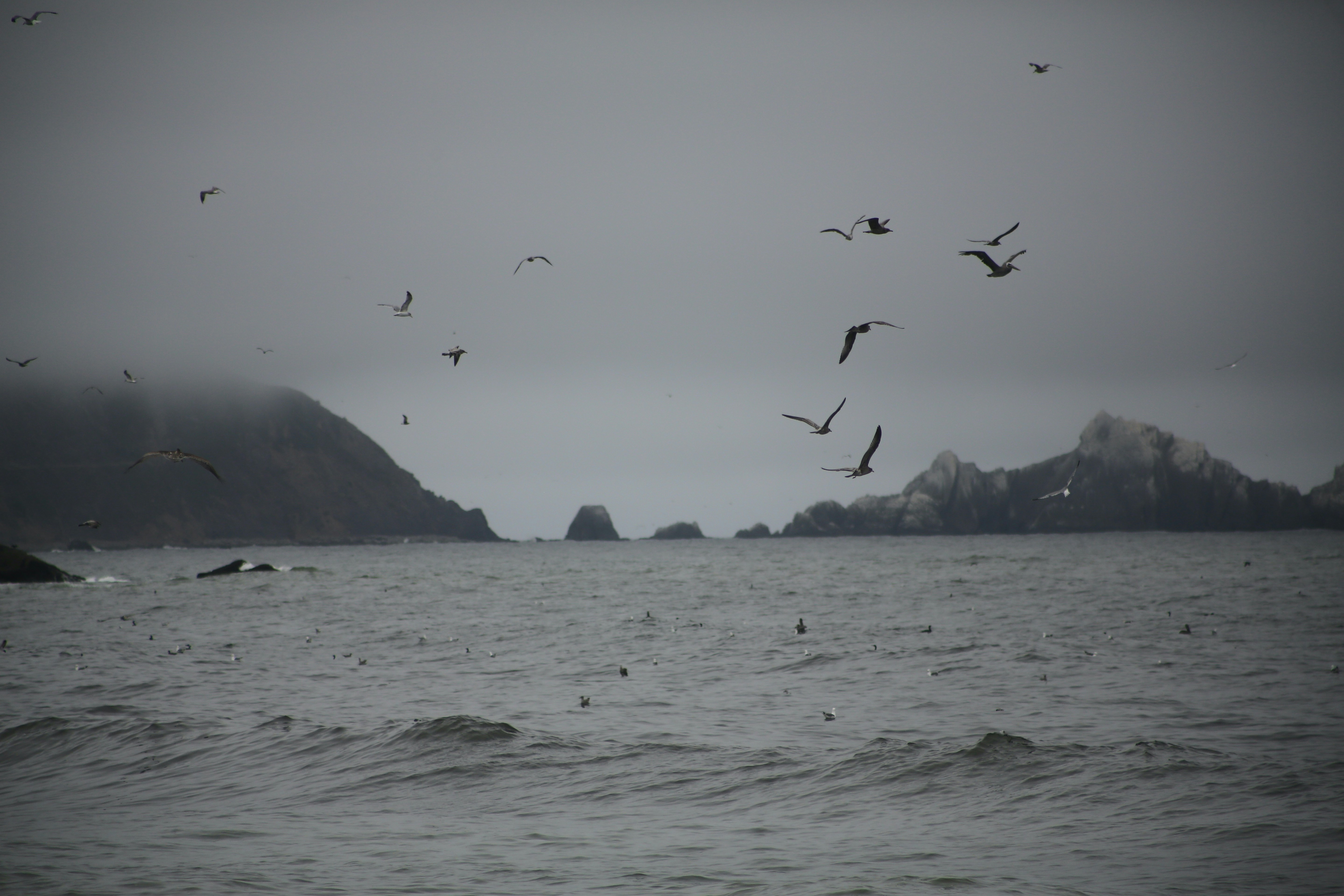 Seabirds over a Misty Coastal Horizon