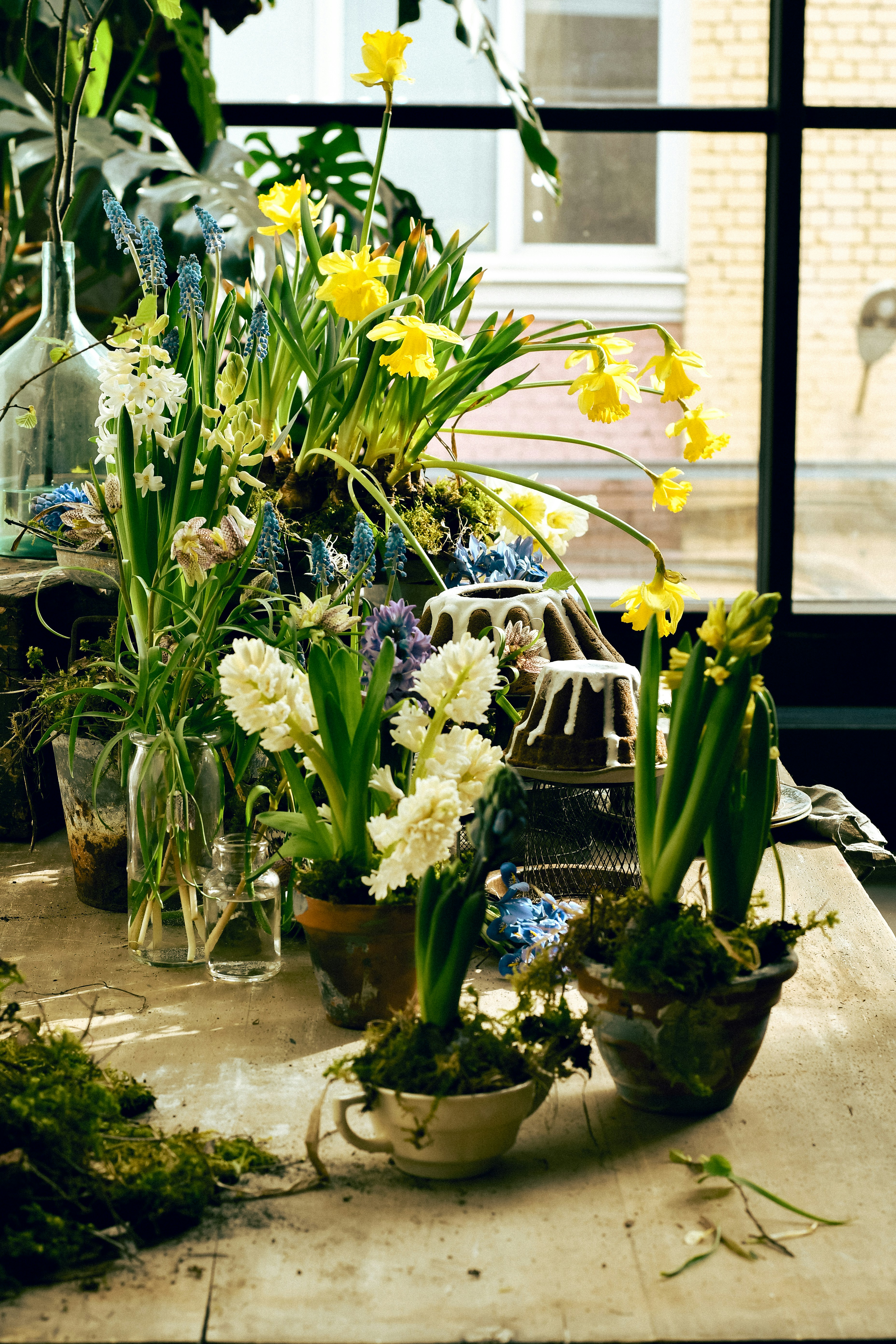 Sunlit Window Still Life: Narcissus and Hyacinths Framing a Quiet Indoor Garden