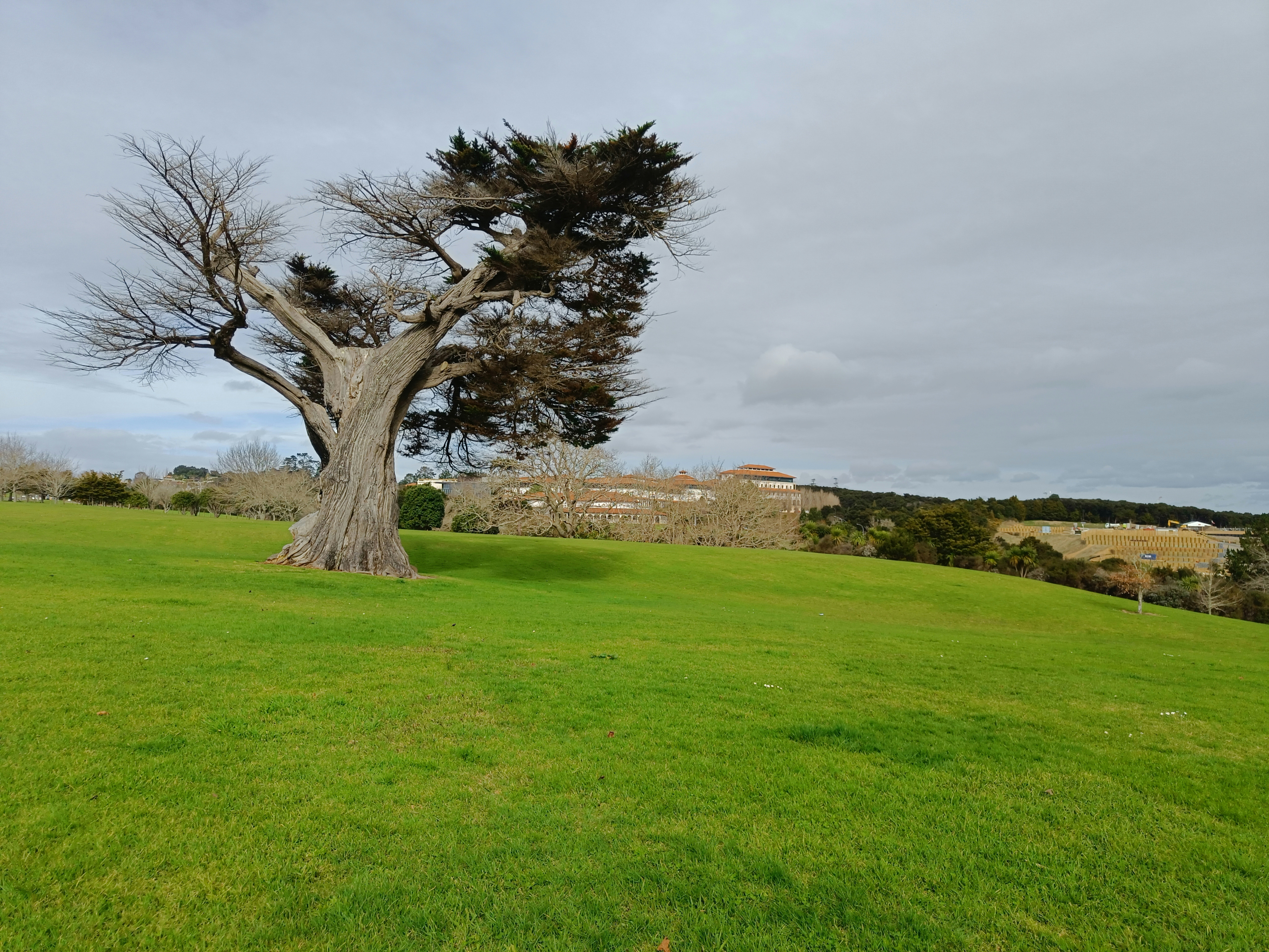 Solitary Sentinel Under Overcast Skies