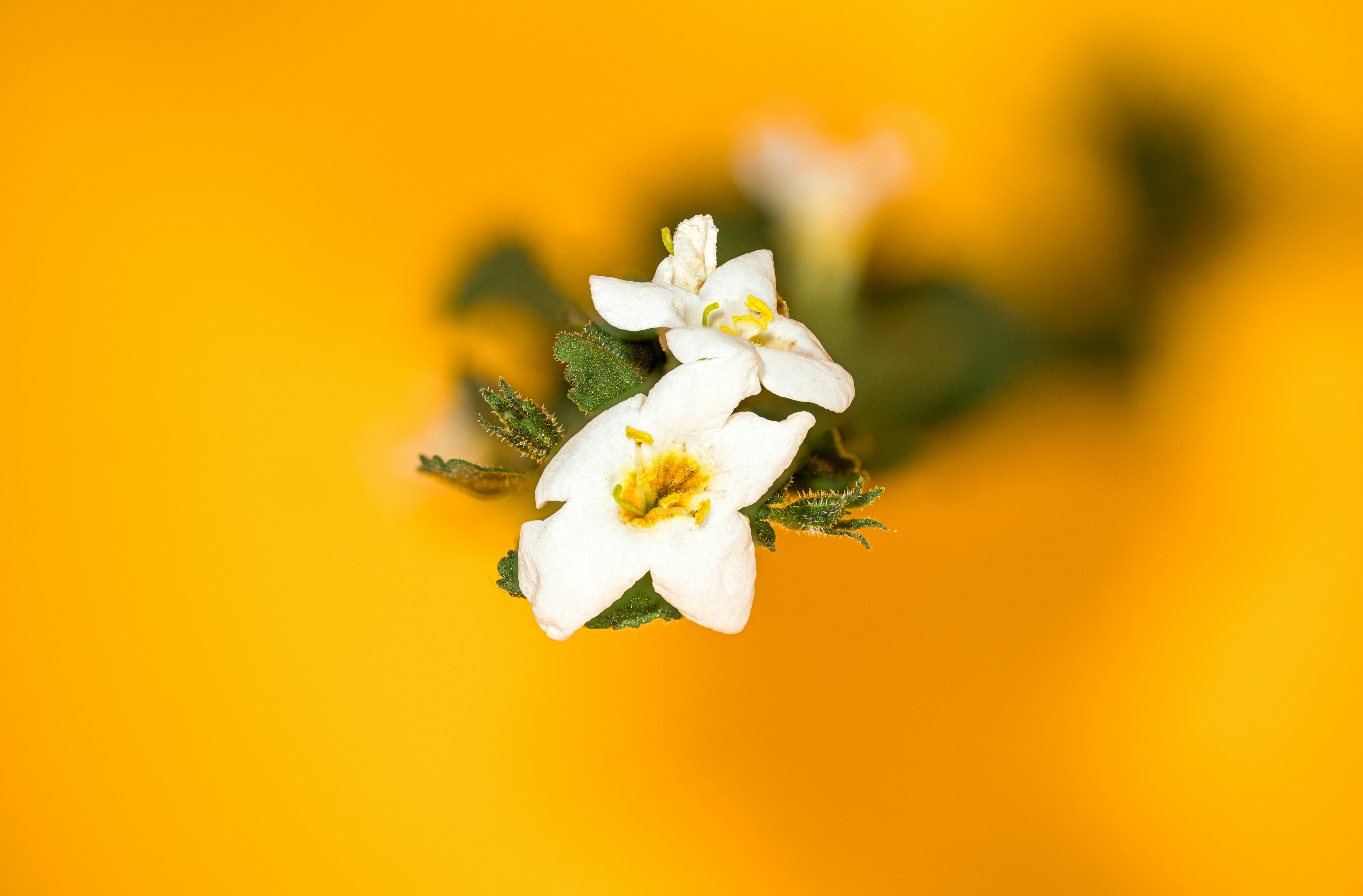 Petals in Focus Against Ember Bokeh