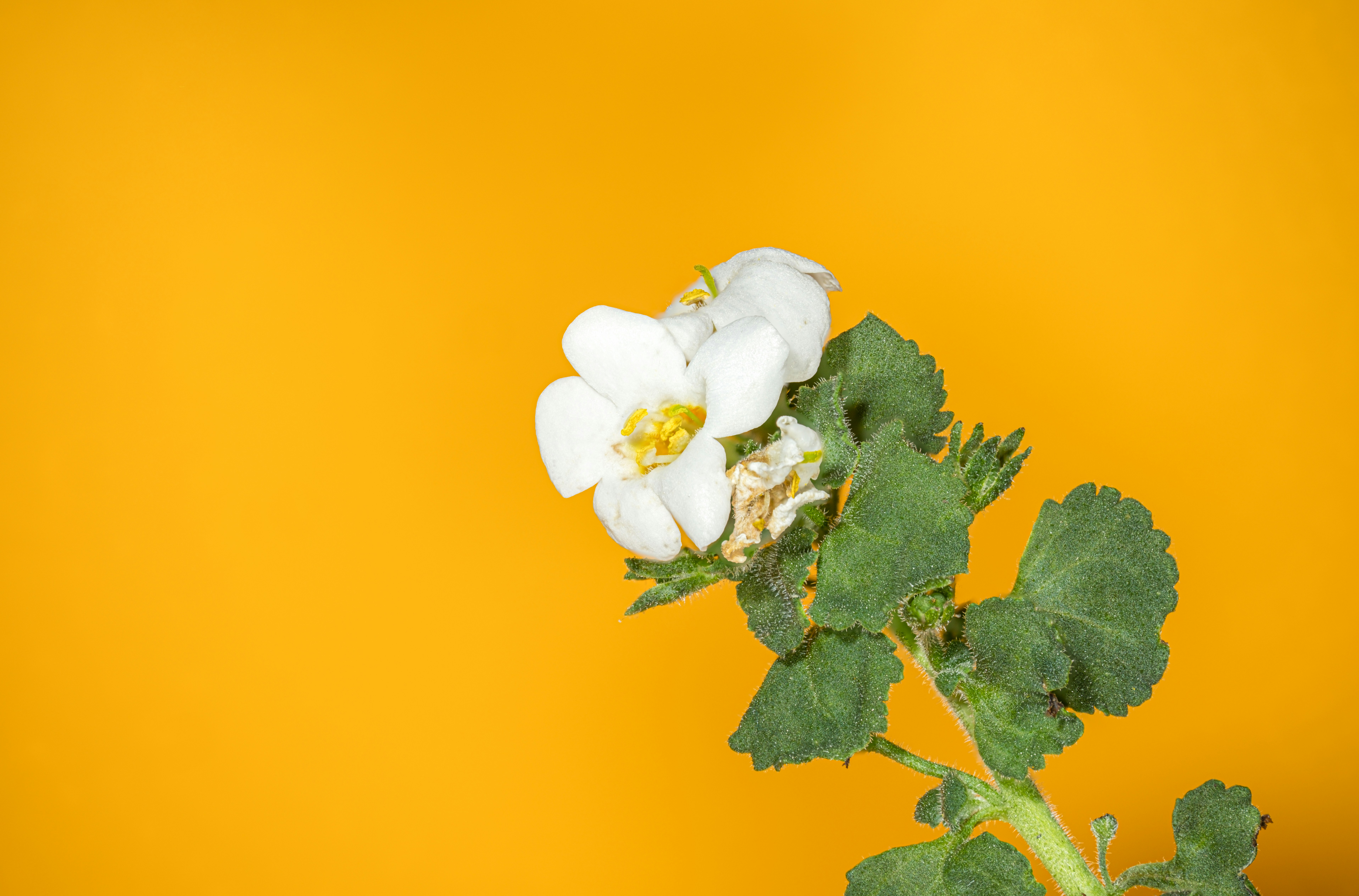 Canary Backdrop, White Bloom: A Close-Up of a Solitary Flower