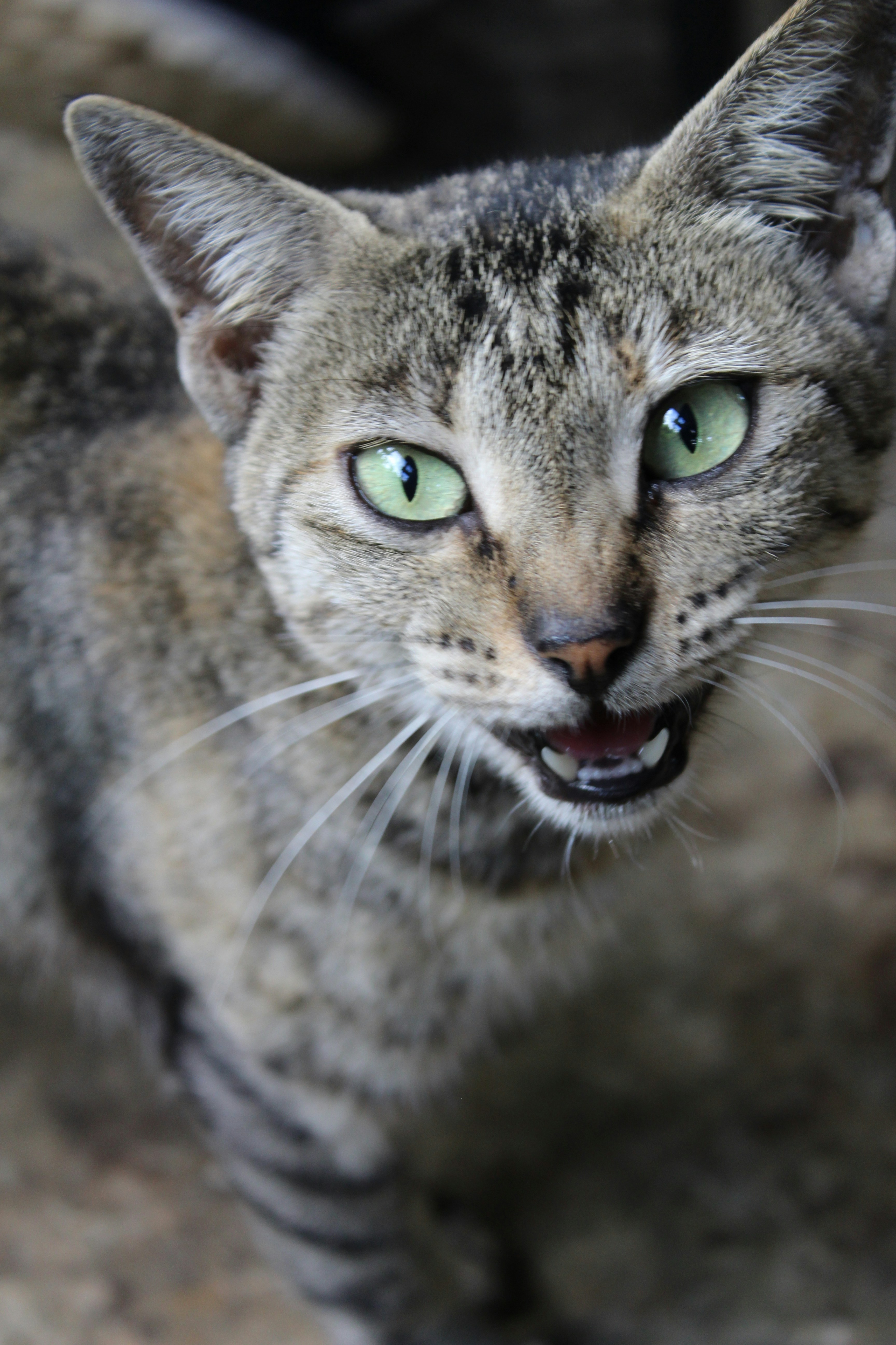 Photo by Julia Perera with Canon EOS 4000D