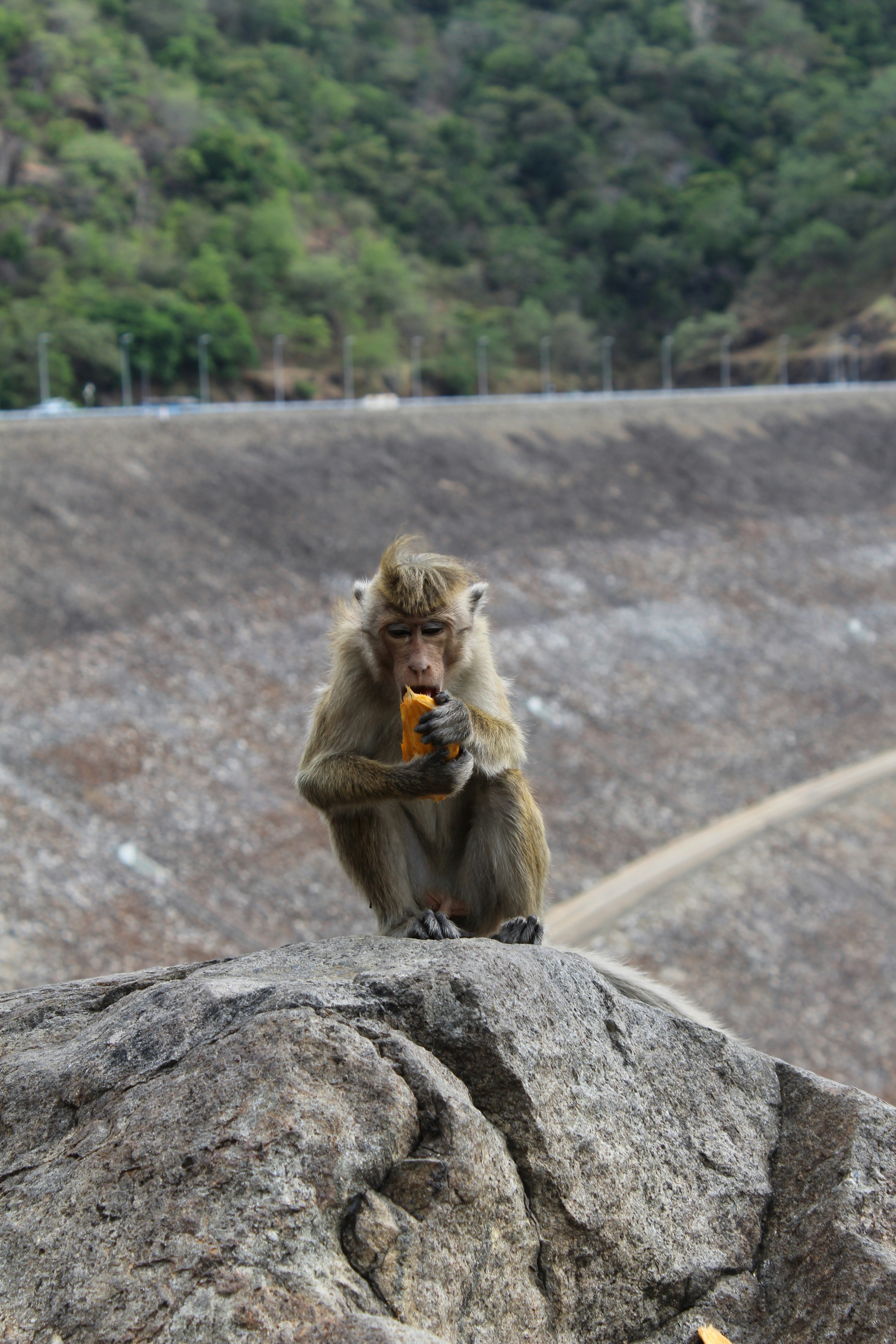 Photo by Julia Perera with Canon EOS 4000D