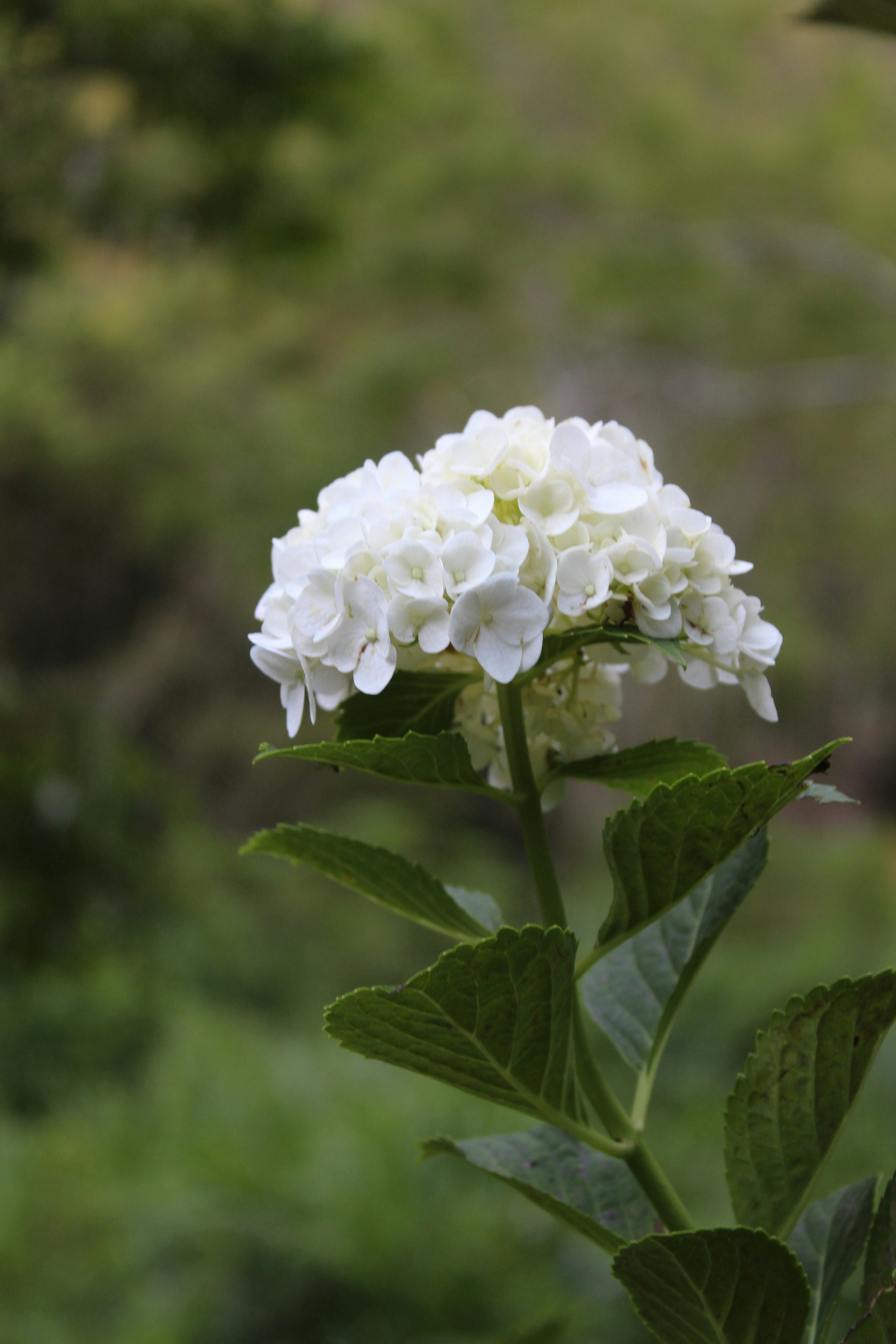 White Hydrangea Crown in Gentle Bokeh