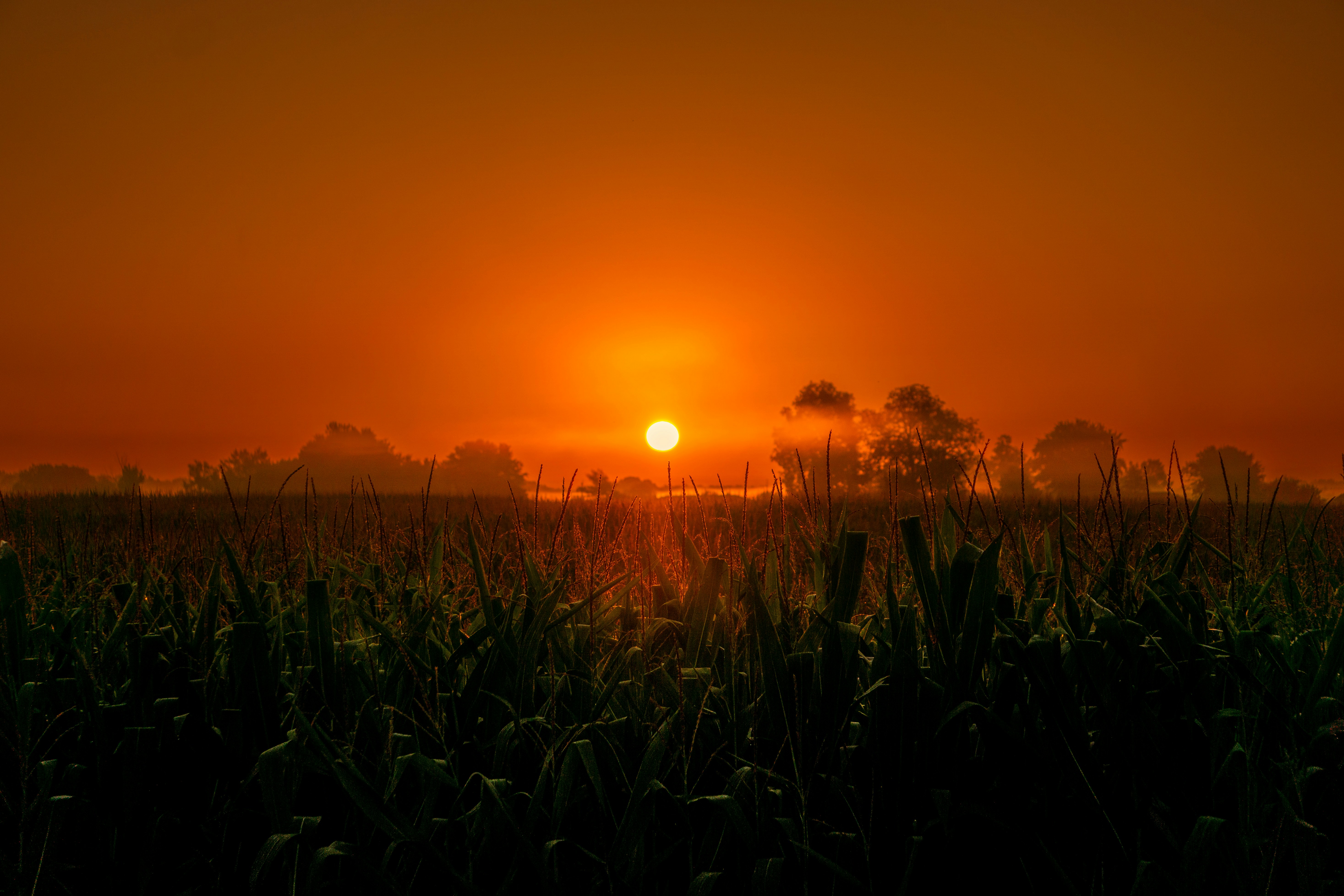 The sun is setting over a corn field photo – Free Sunrise Image on Unsplash