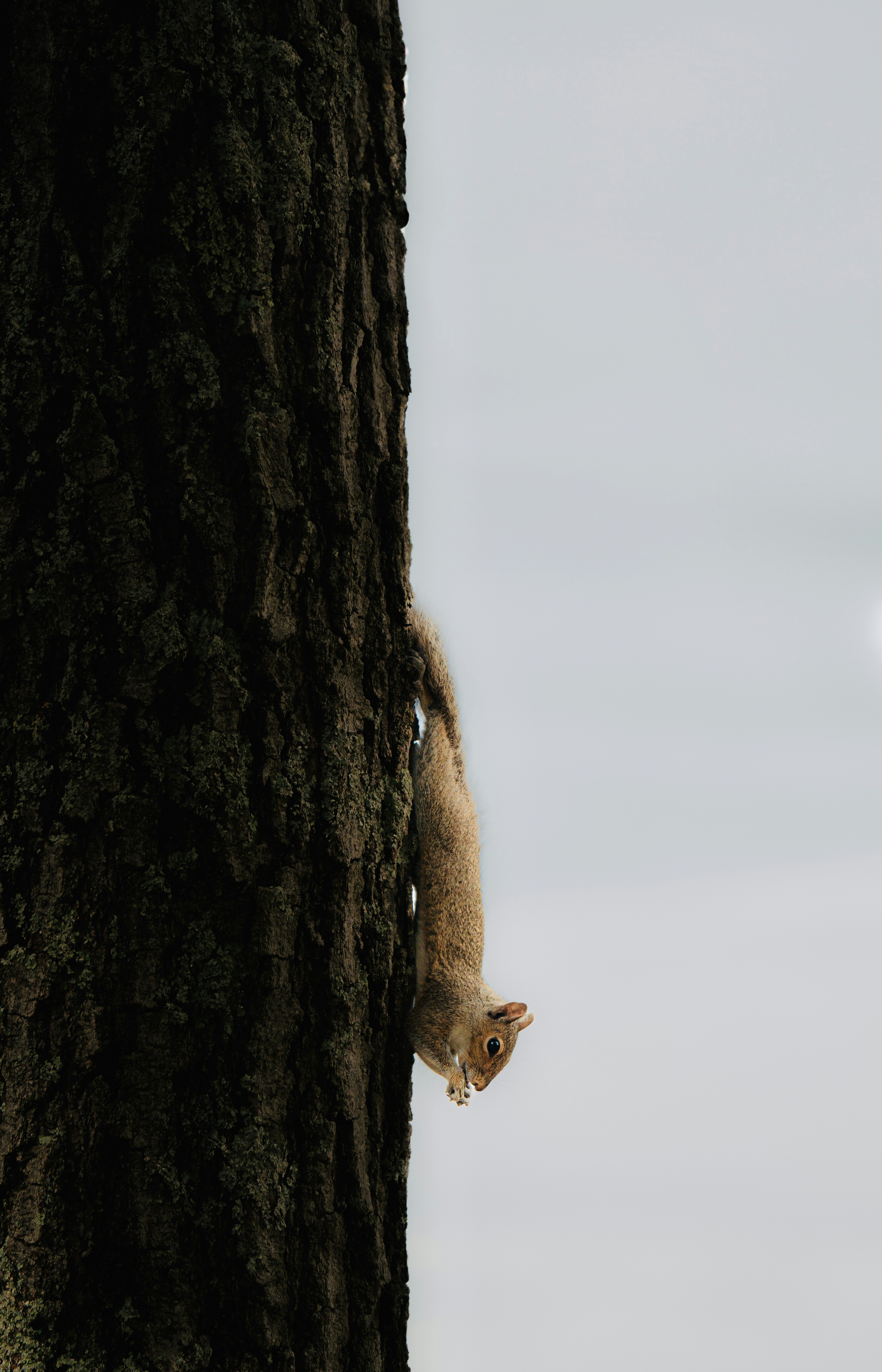 A squirrel climbing up the side of a tree photo – Free Tree Image on ...