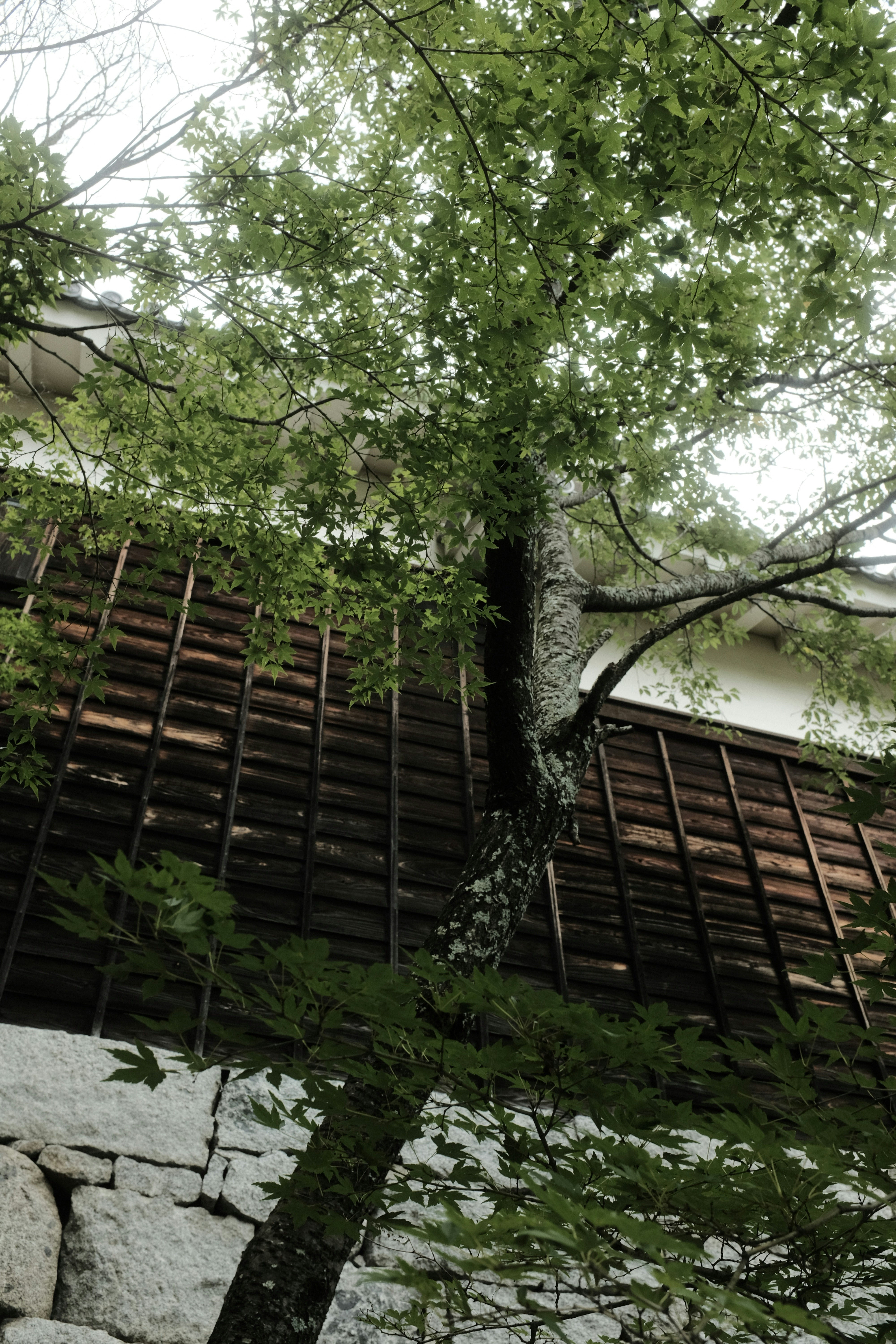 Trunk Through the Lattice: Green Canopy Framing a Quiet Wall