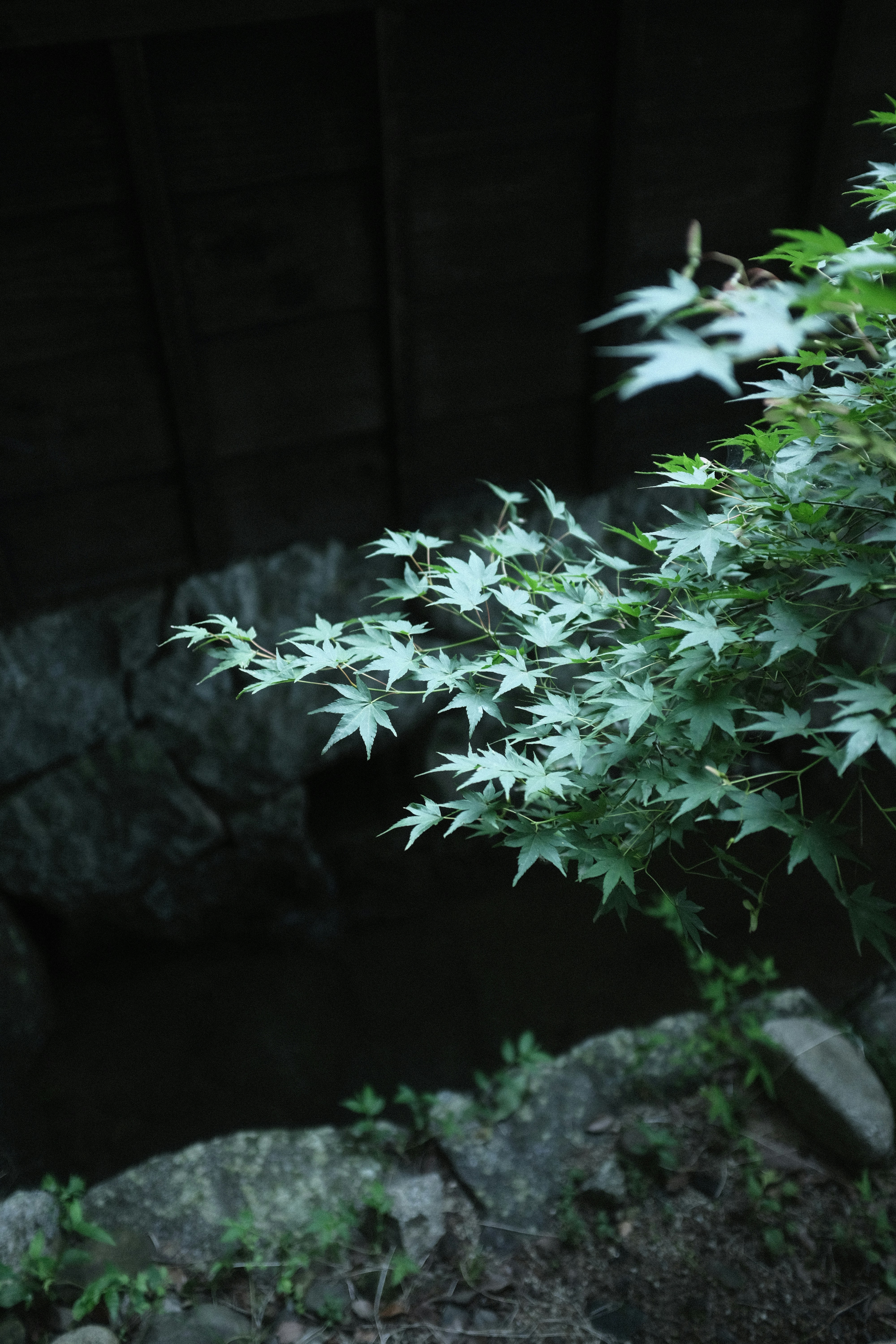 Luminous Maple Fronds Framing a Quiet Stone Garden