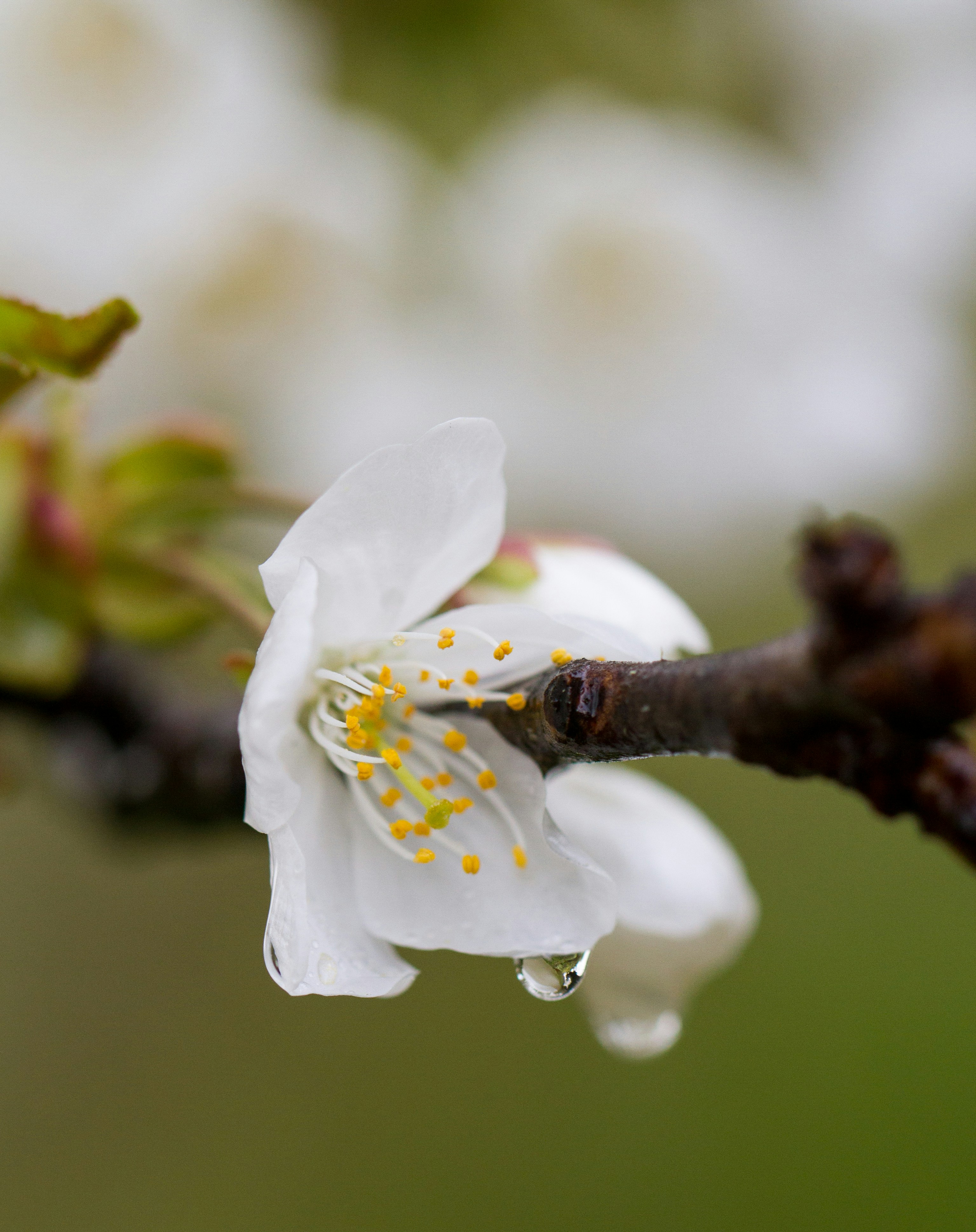Dew-Kissed White Blossom: Macro Portrait on a Pruned Branch