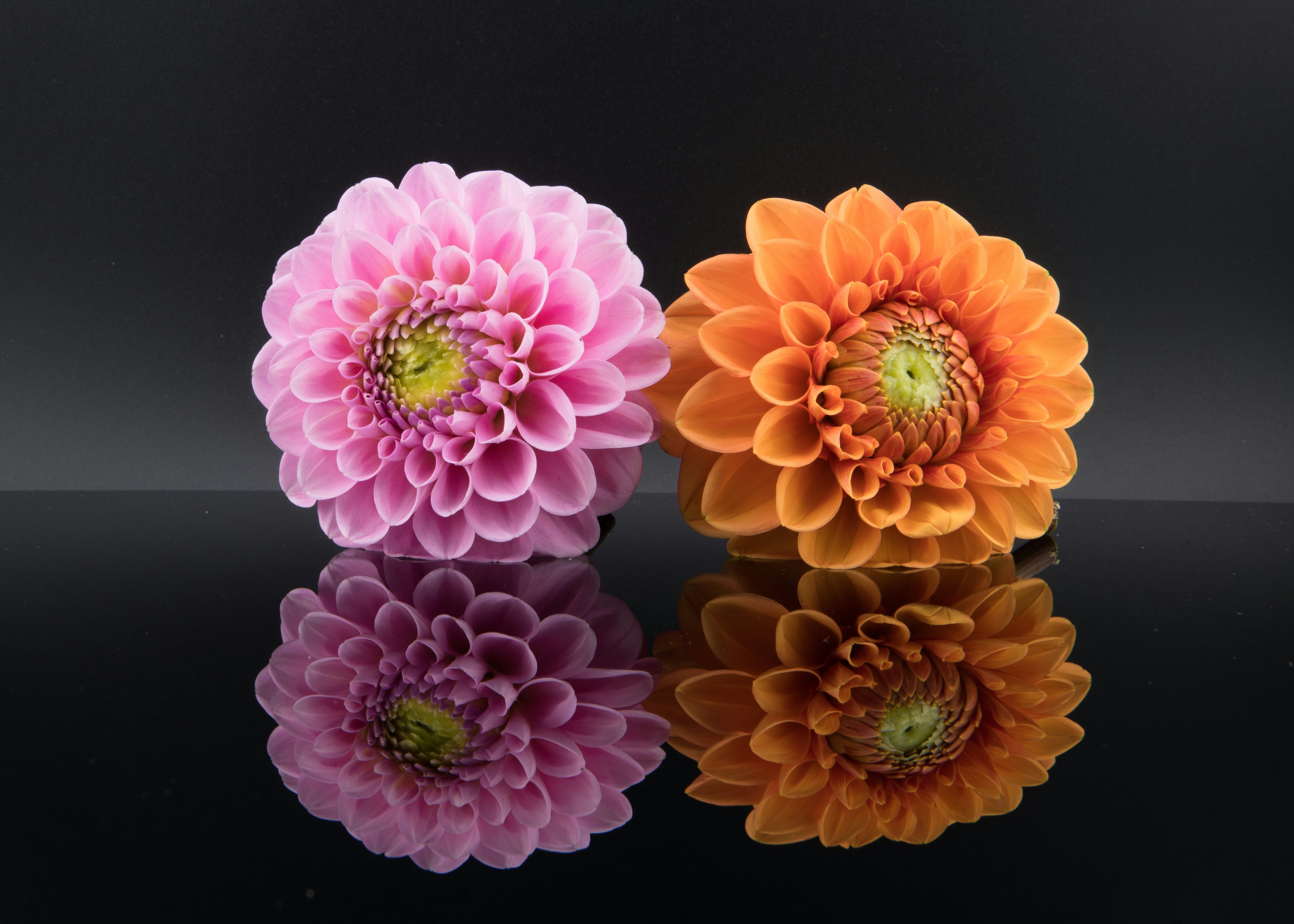 Petal Duet on a Glass Stage: Pink and Orange Dahlias with Mirror Image