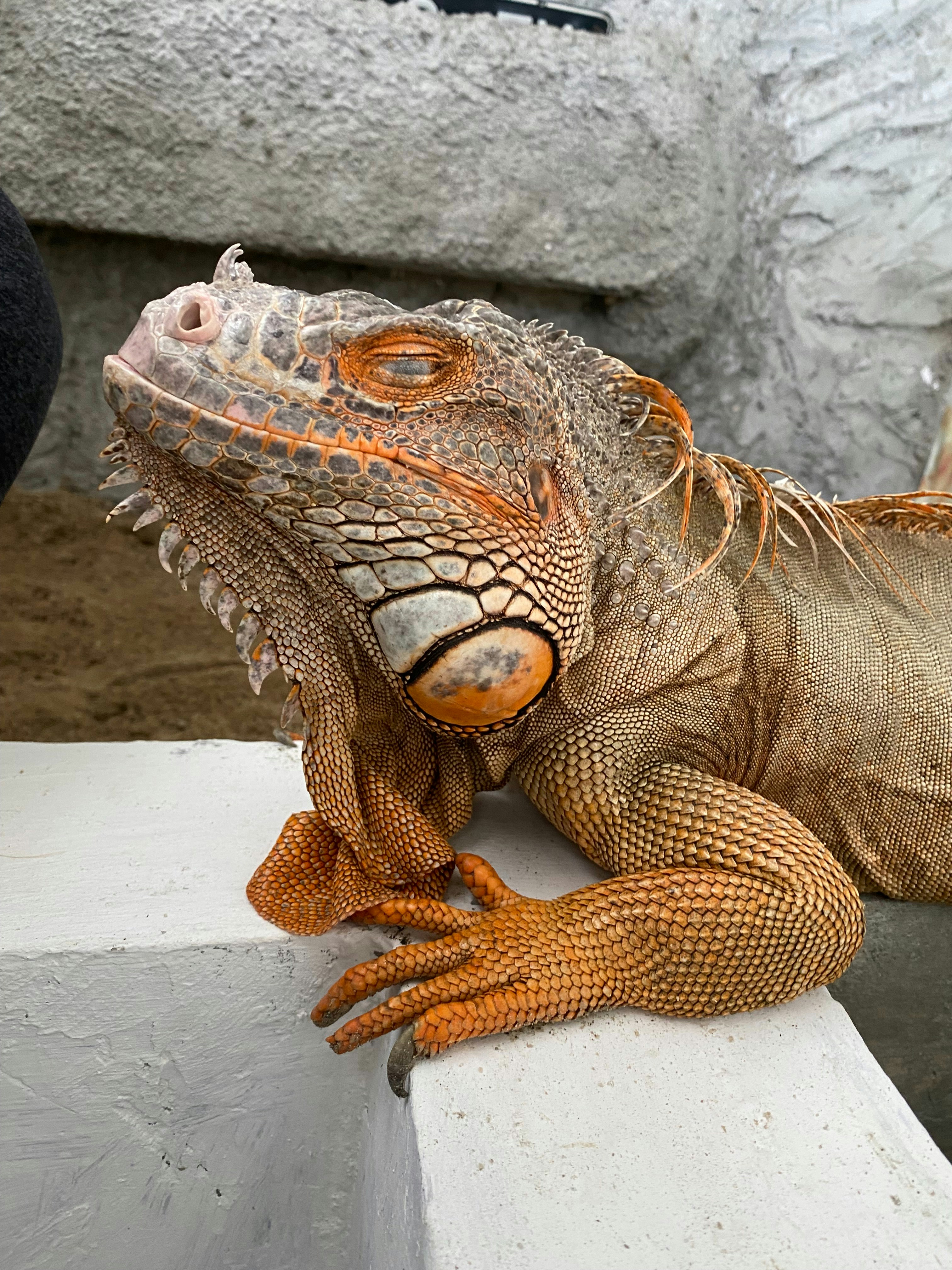 Close-Up Iguana: Rust-Colored Scales on a Concrete Ledge