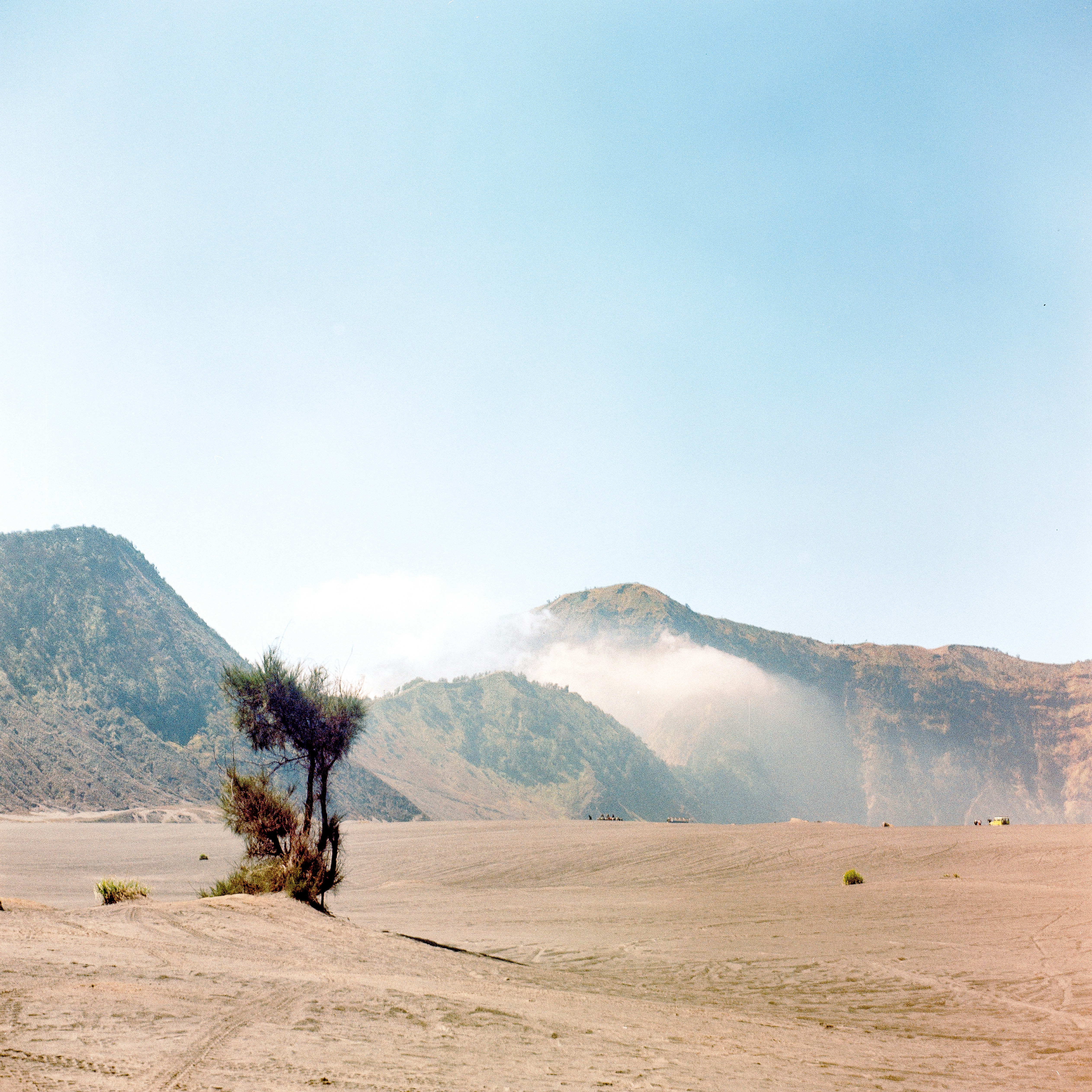 Lone Desert Tree Framing a Quiet Horizon