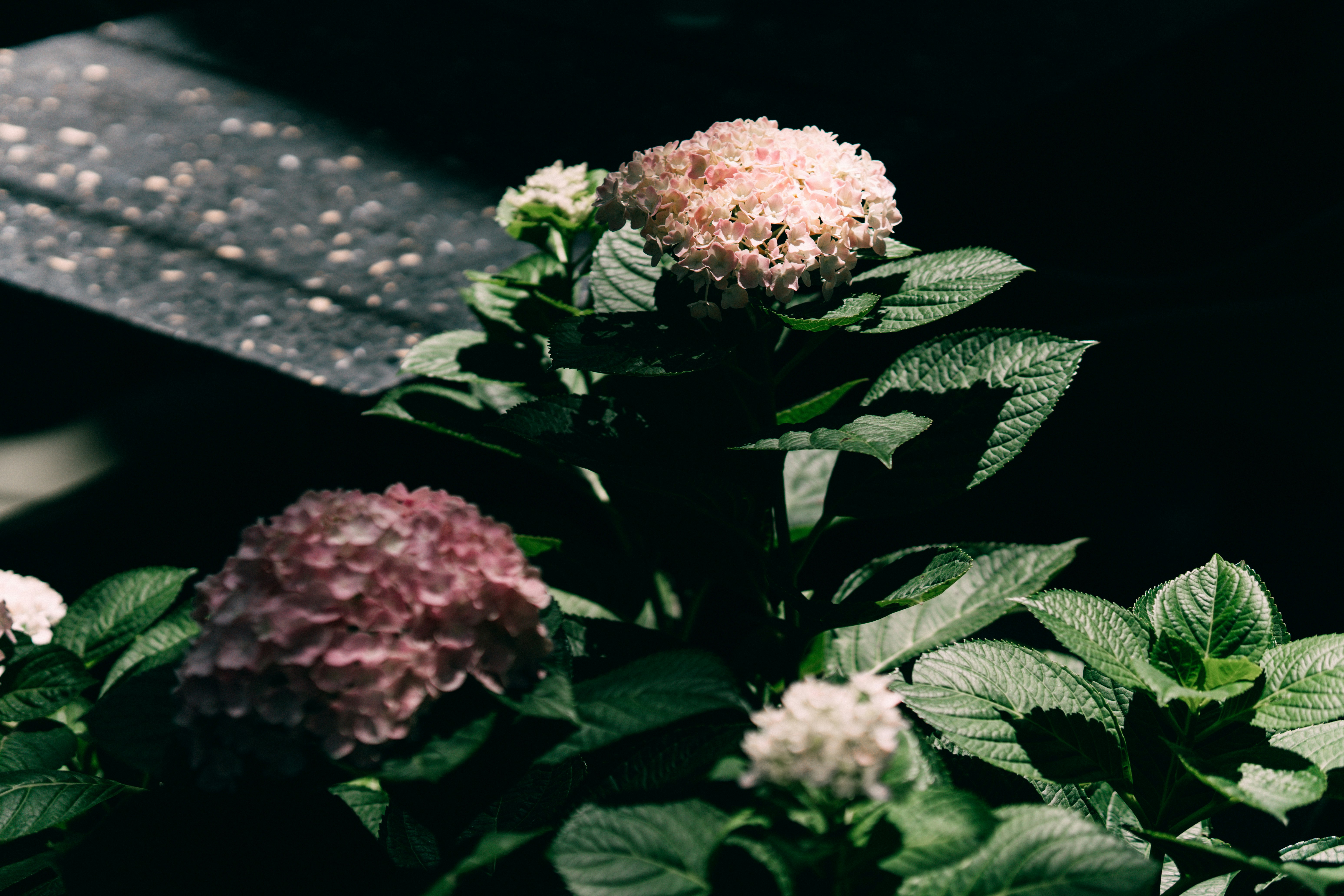 Pink Hydrangea in a Patch of Dappled Shade