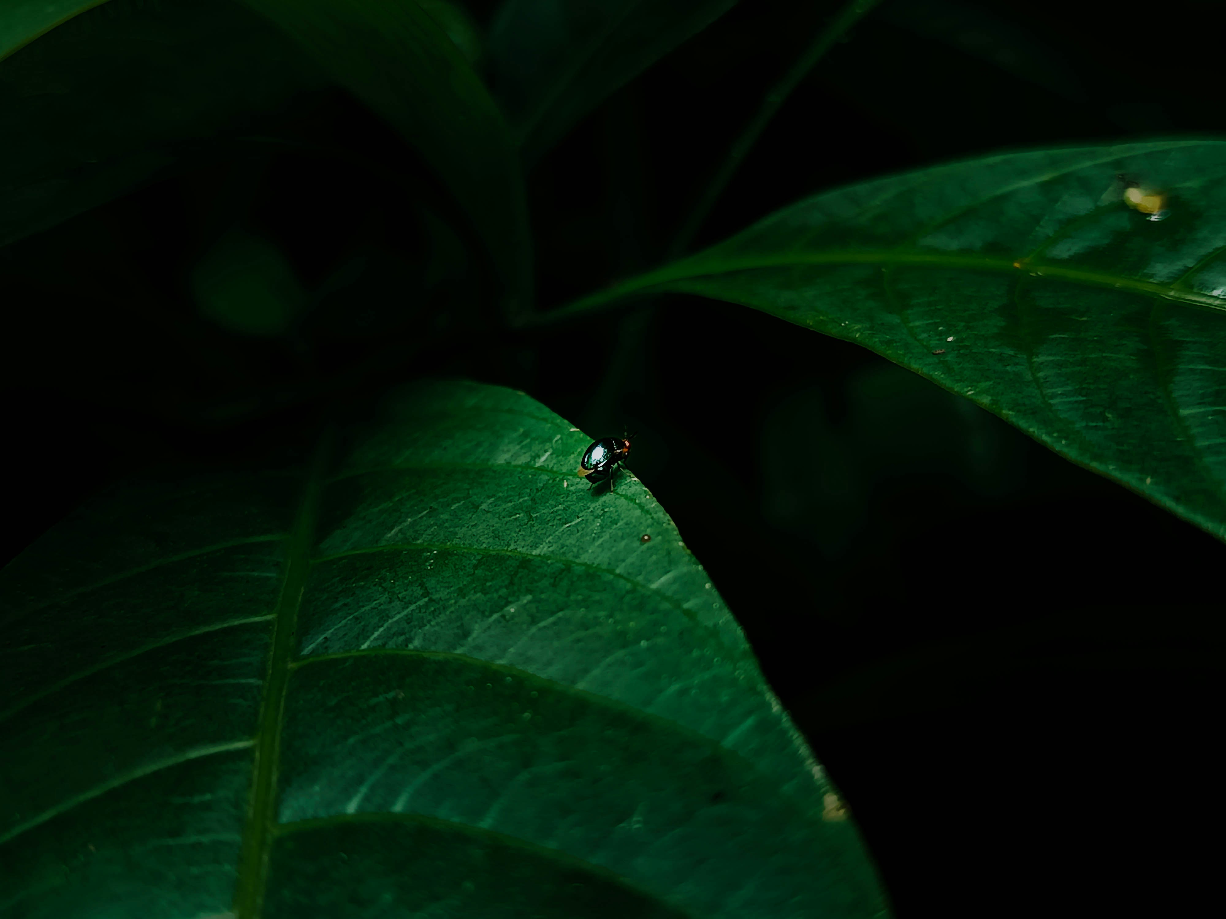 Macro photograph of a tiny beetle perched on a green leaf, with a dark, blurred background.