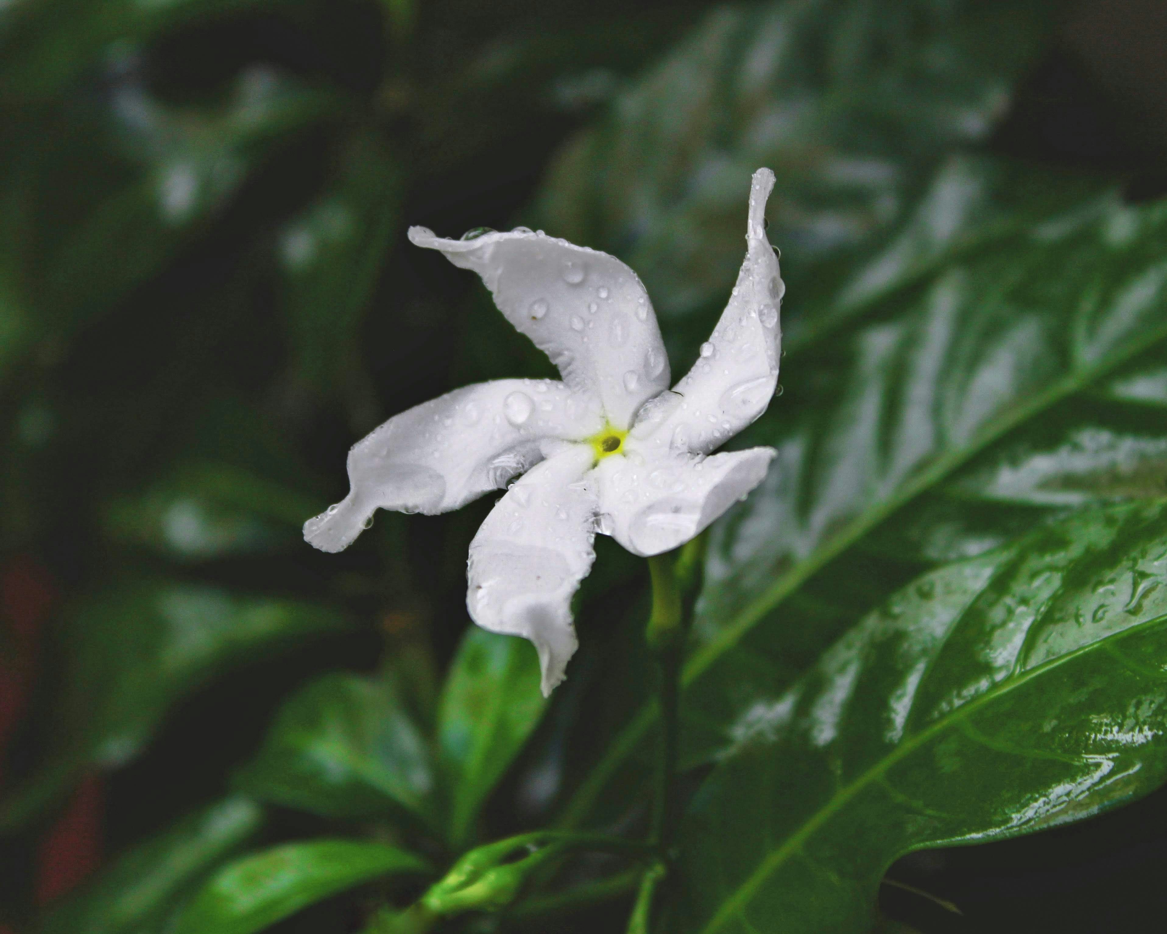 Photo by Aditya Sethia with Canon EOS 1300D