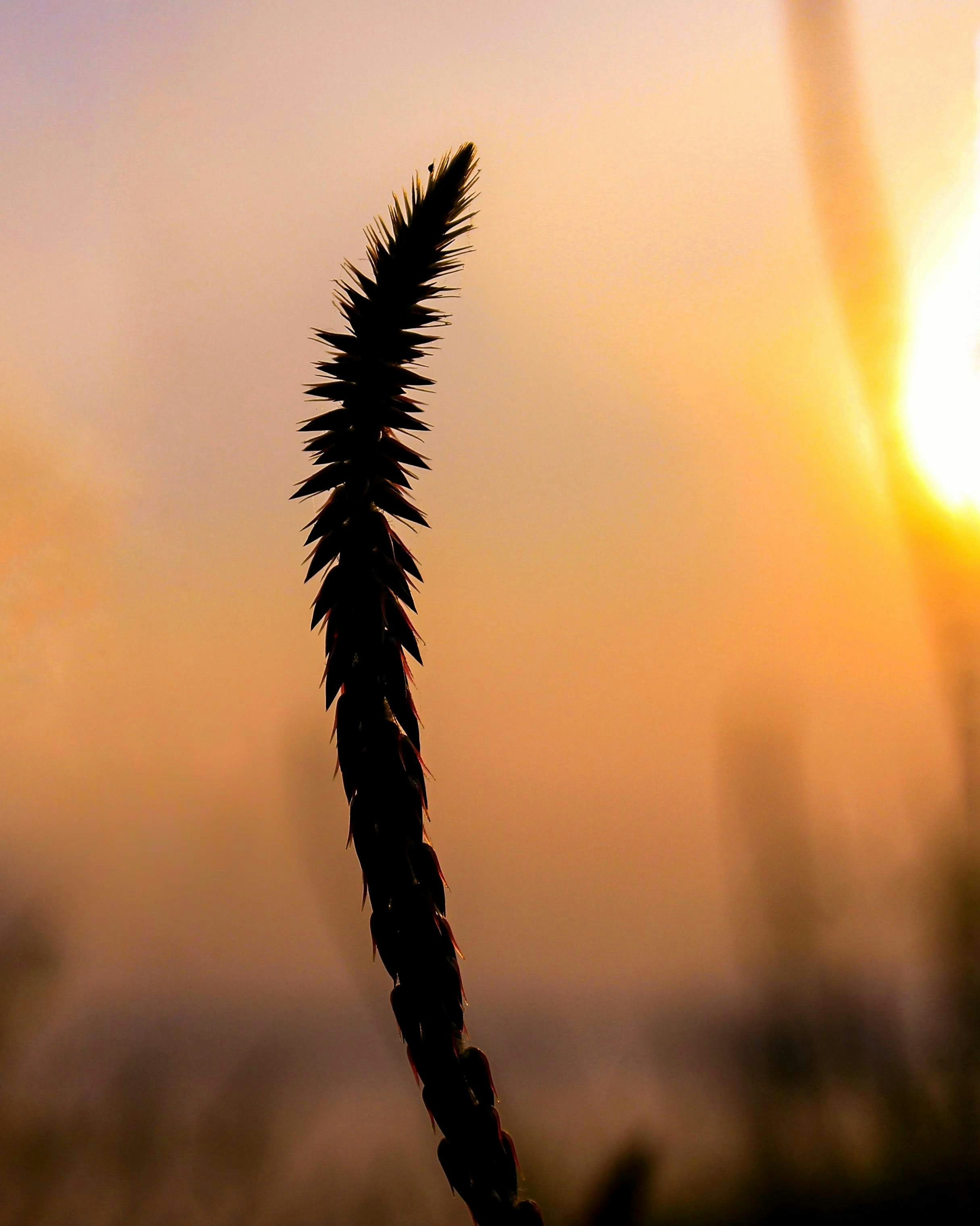 Prickly Dusk: A lone silhouette against a molten sunset
