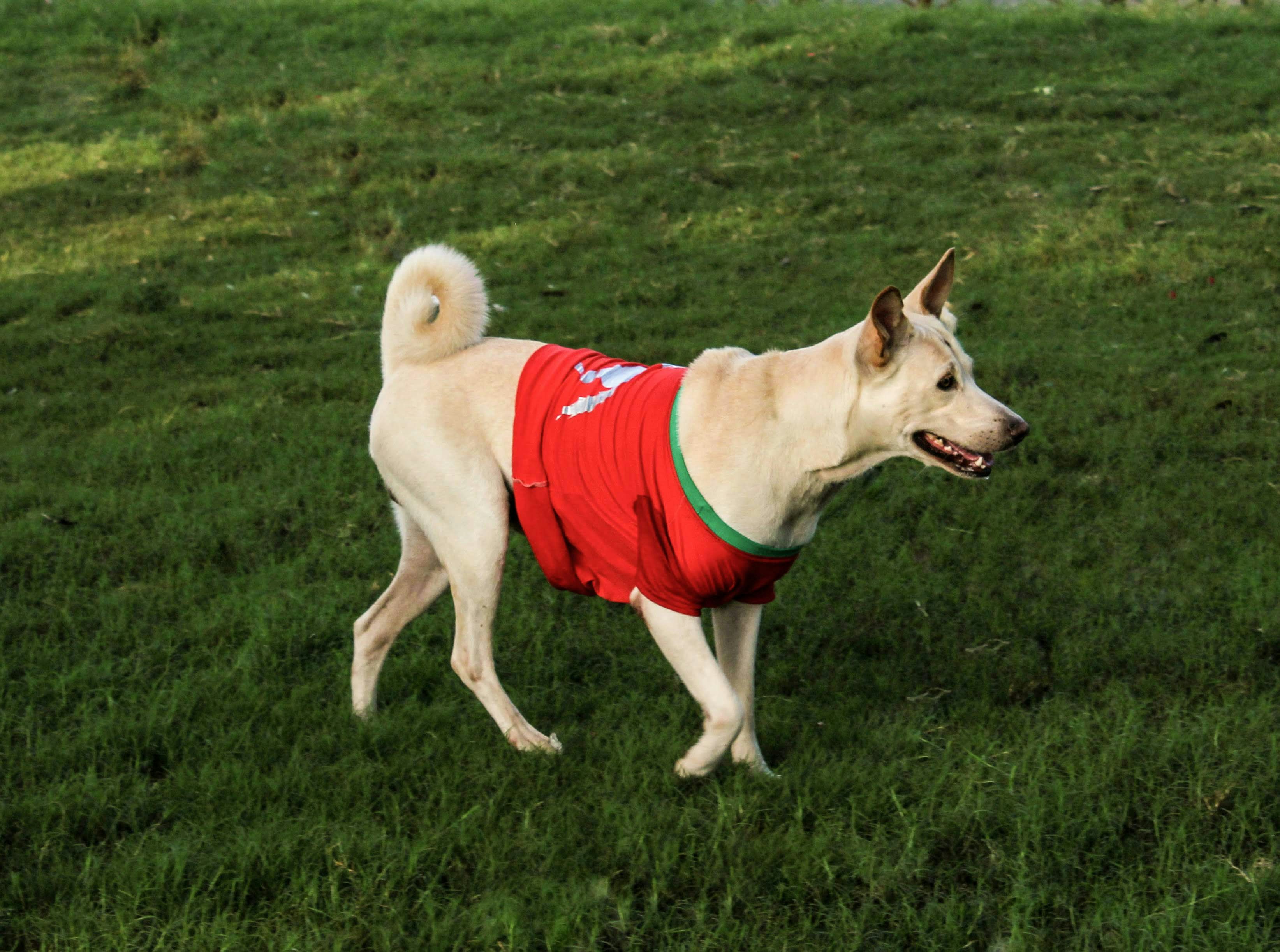 Dog photo shot on Canon EOS 1300D