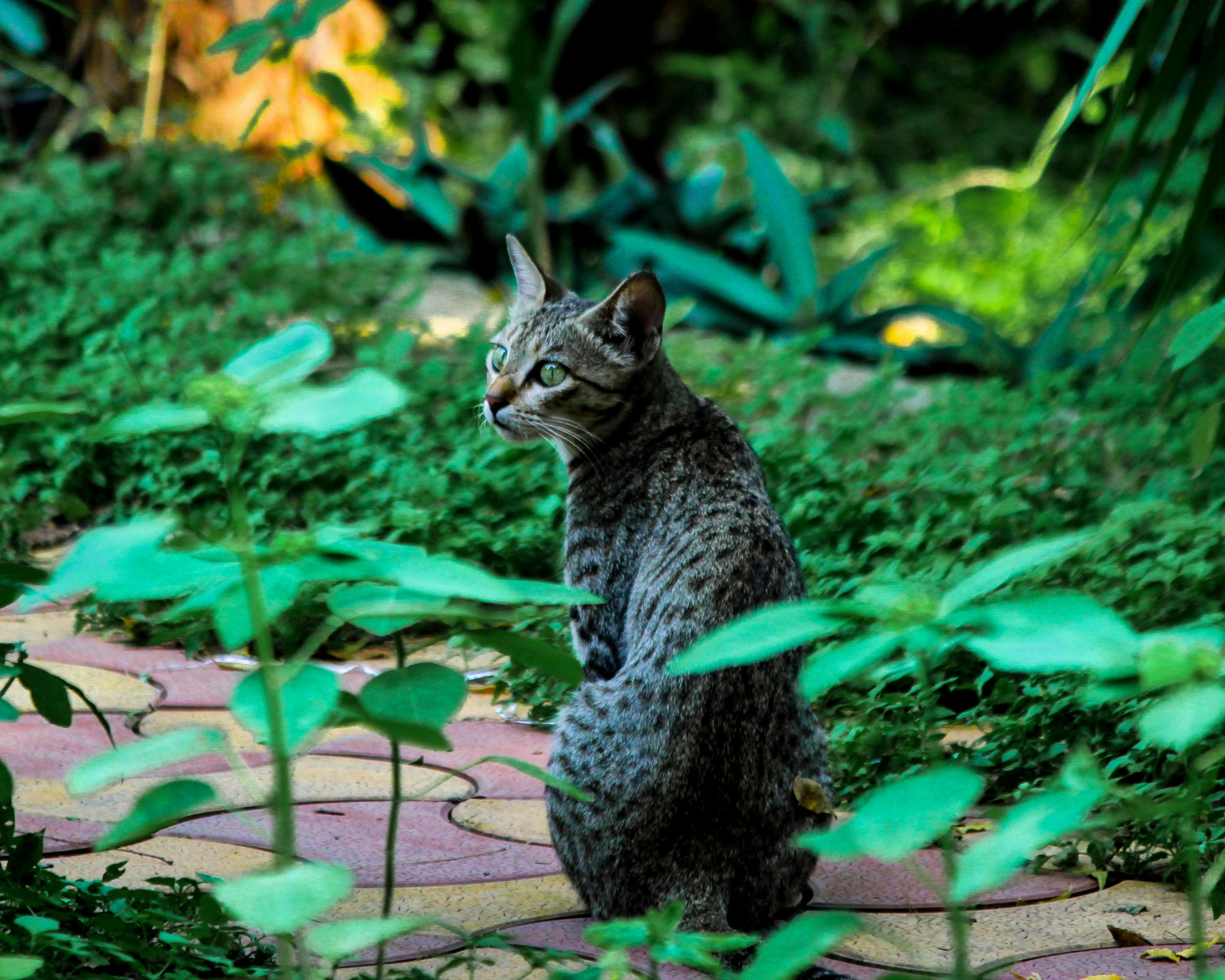 Whiskers Among the Ferns: A Gray Cat Ponders on a Sunlit Garden Path
