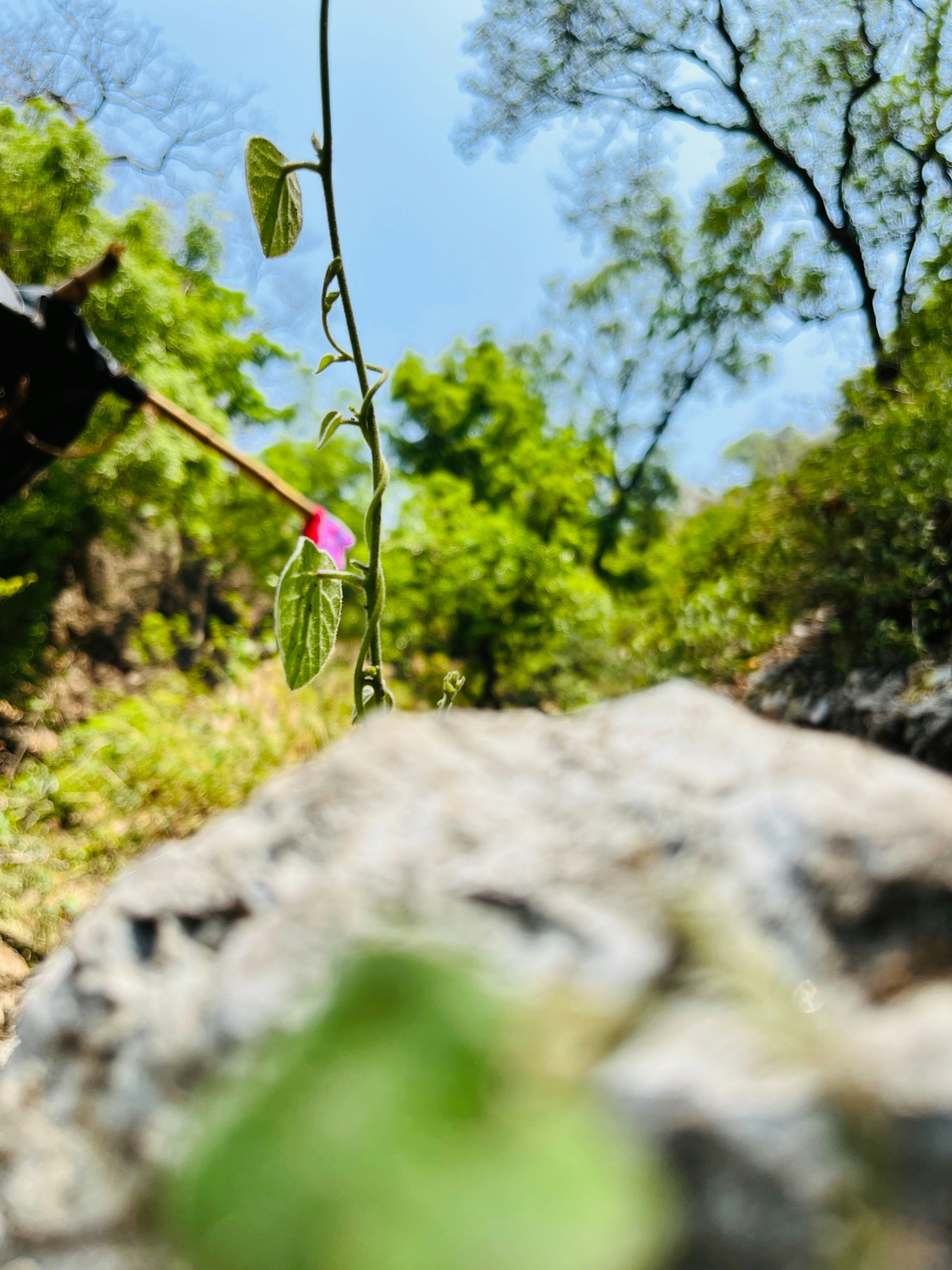 A small plant growing out of a rock
