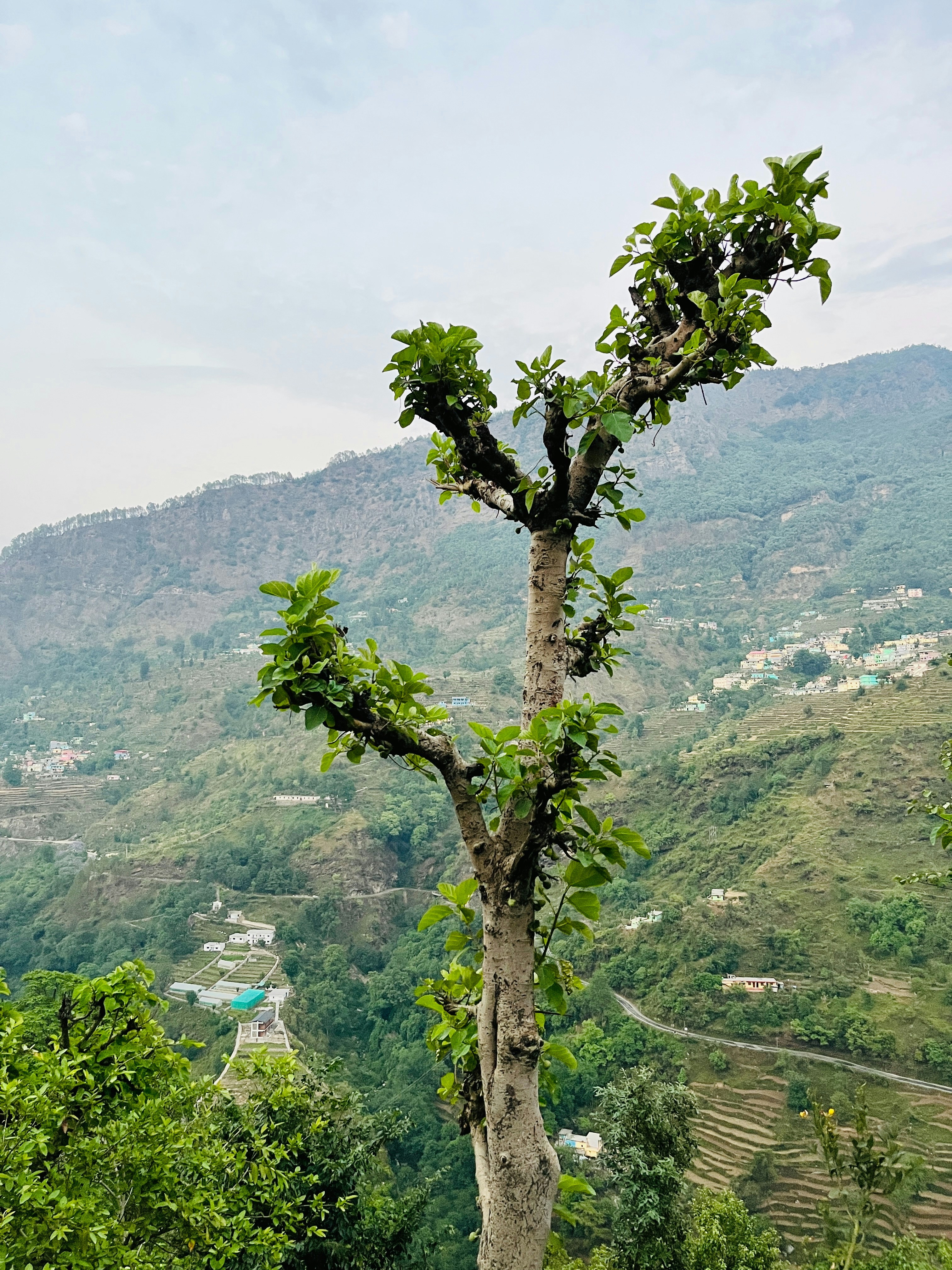 A view of a mountain with a tree in the foreground