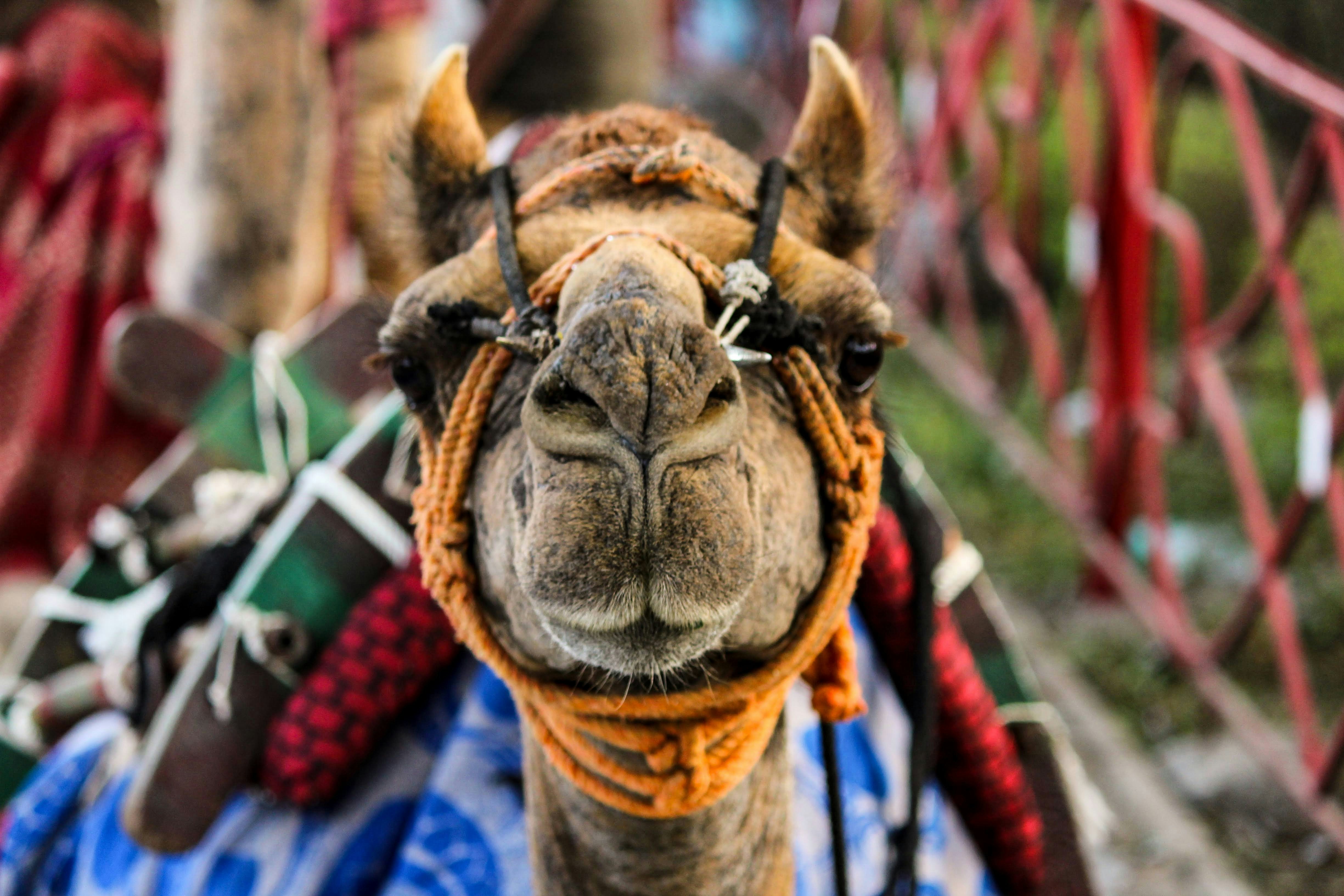 Close-Up of a Camel's Gaze: Colorful Tack Framing a Curious Muzzle