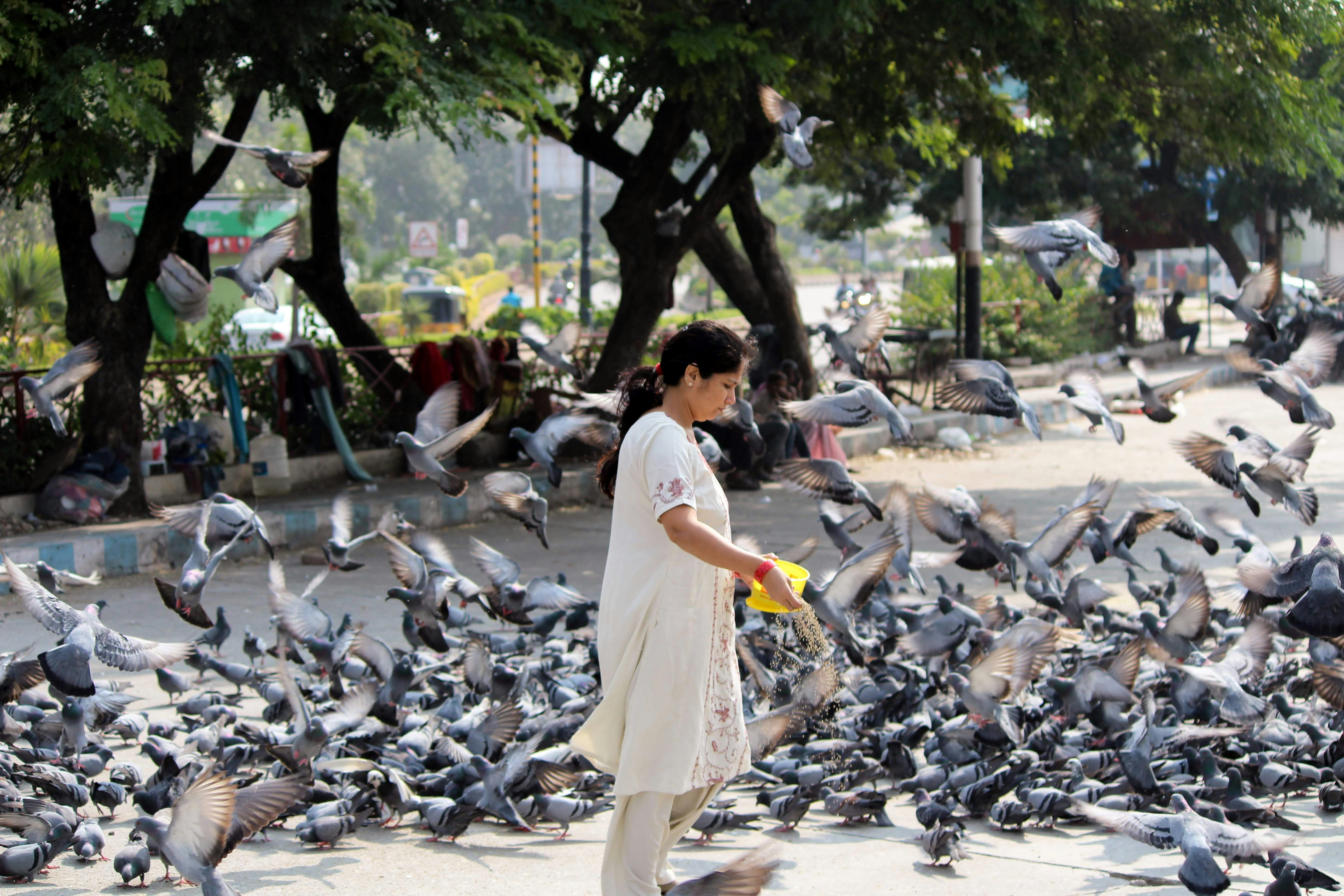 A woman standing in front of a flock of birds photo – Free Woman Image ...