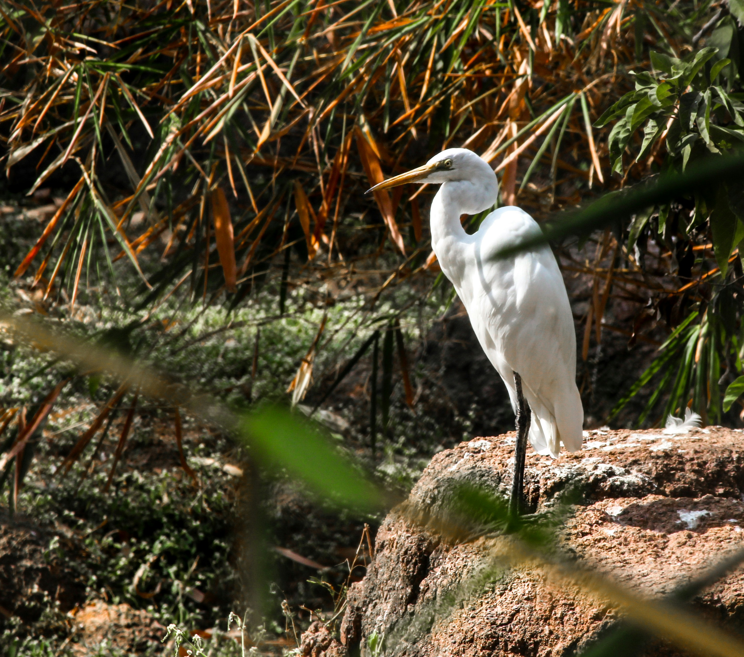 Lone Egret on a Sunlit Rock, Framed by Bamboo