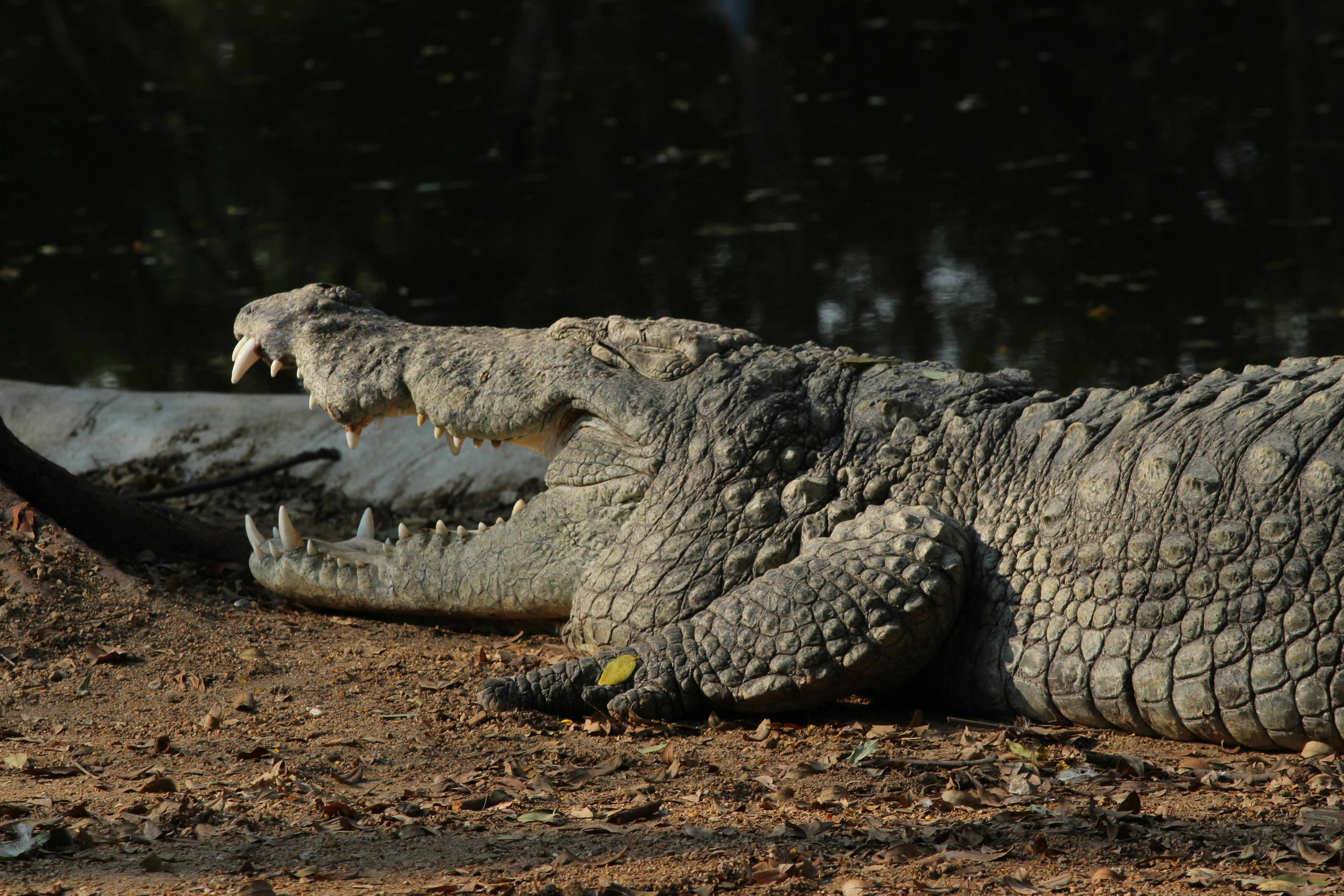 A large crocodile laying on top of a dirt field photo – Free Alligator ...