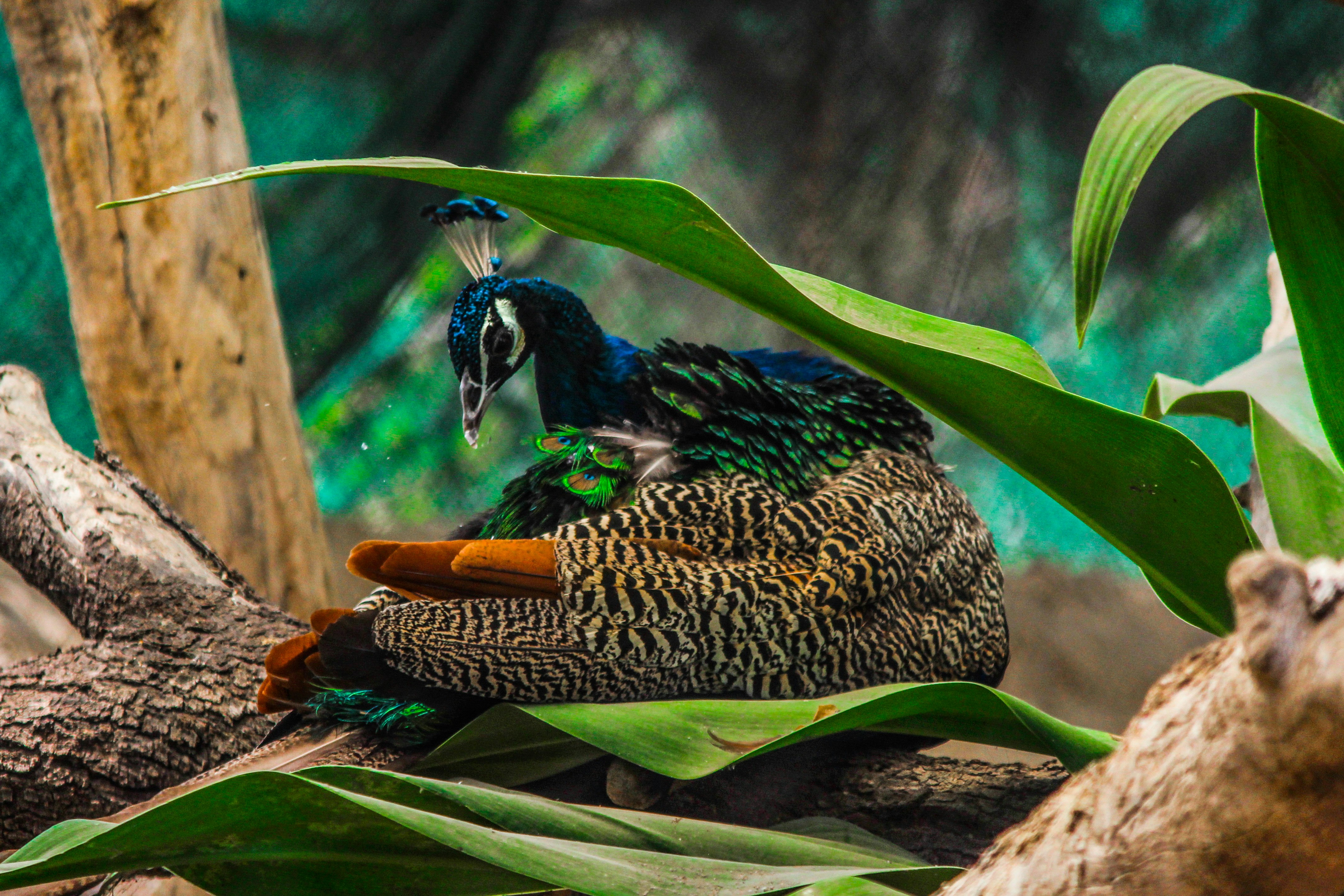 Azure Crest in the Green Canopy