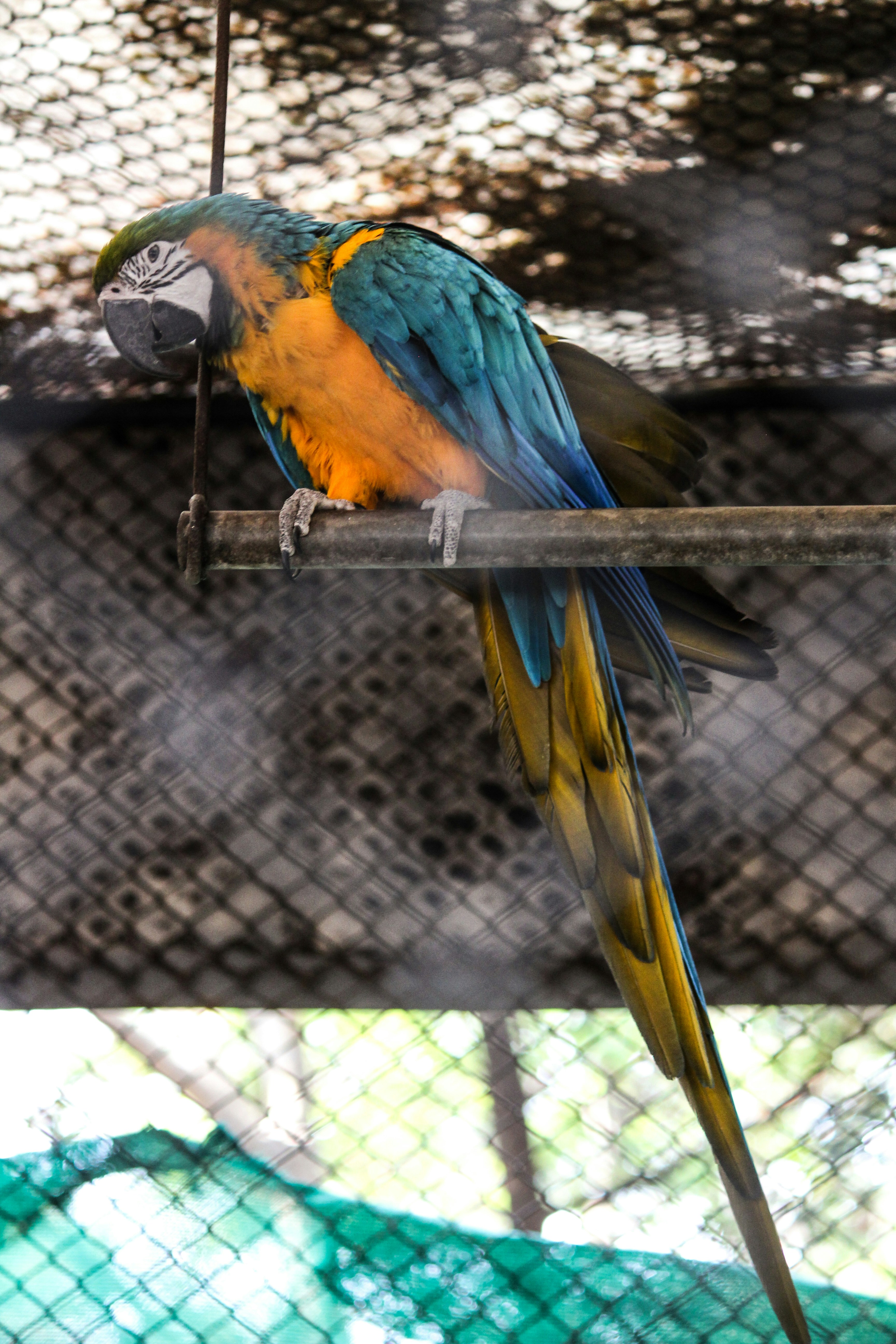 Feathered Focus: Blue-and-Gold Macaw Perched Behind Mesh
