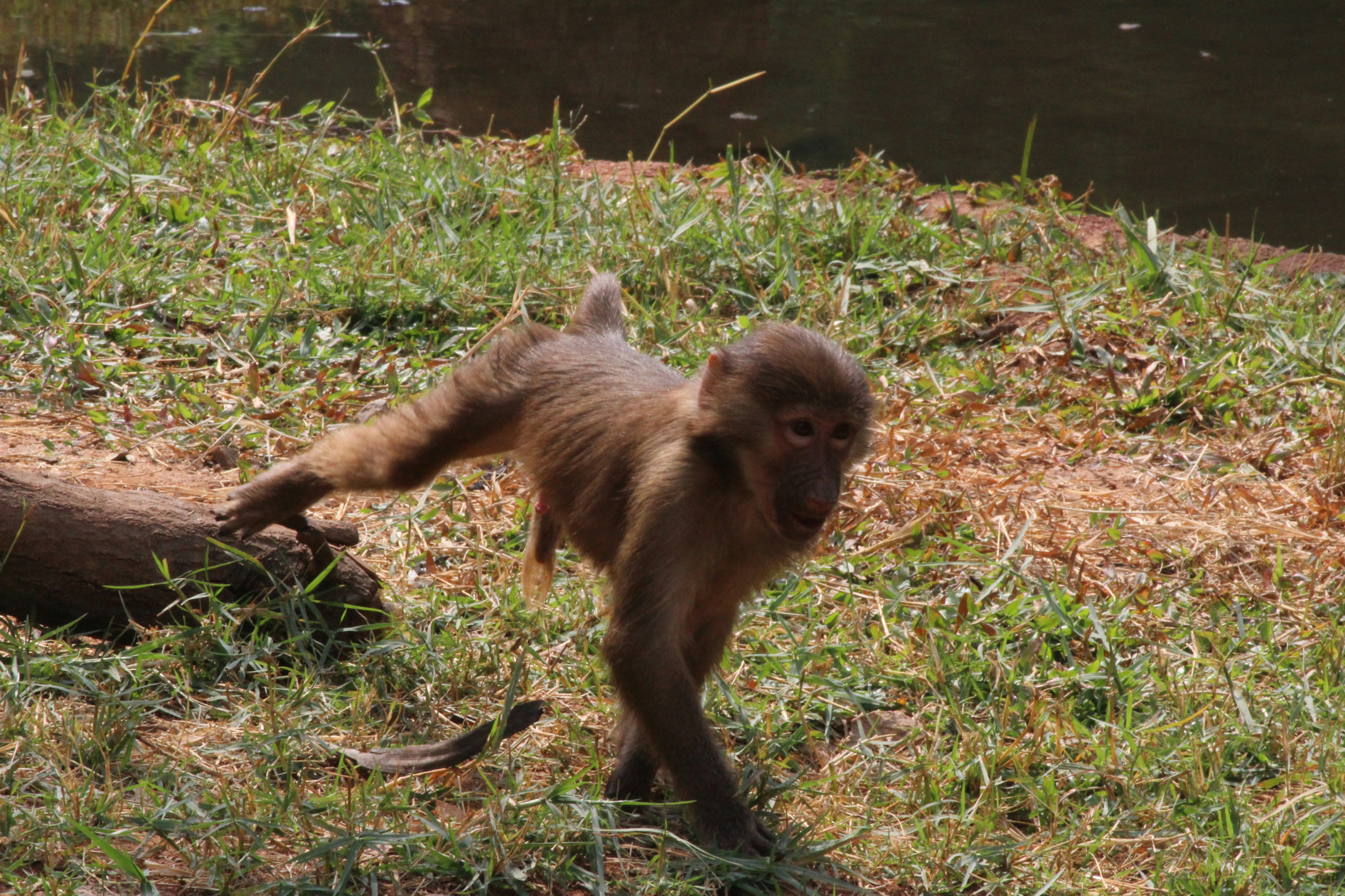 Riverbank Scout: A Curious Young Macaque in Sunlight