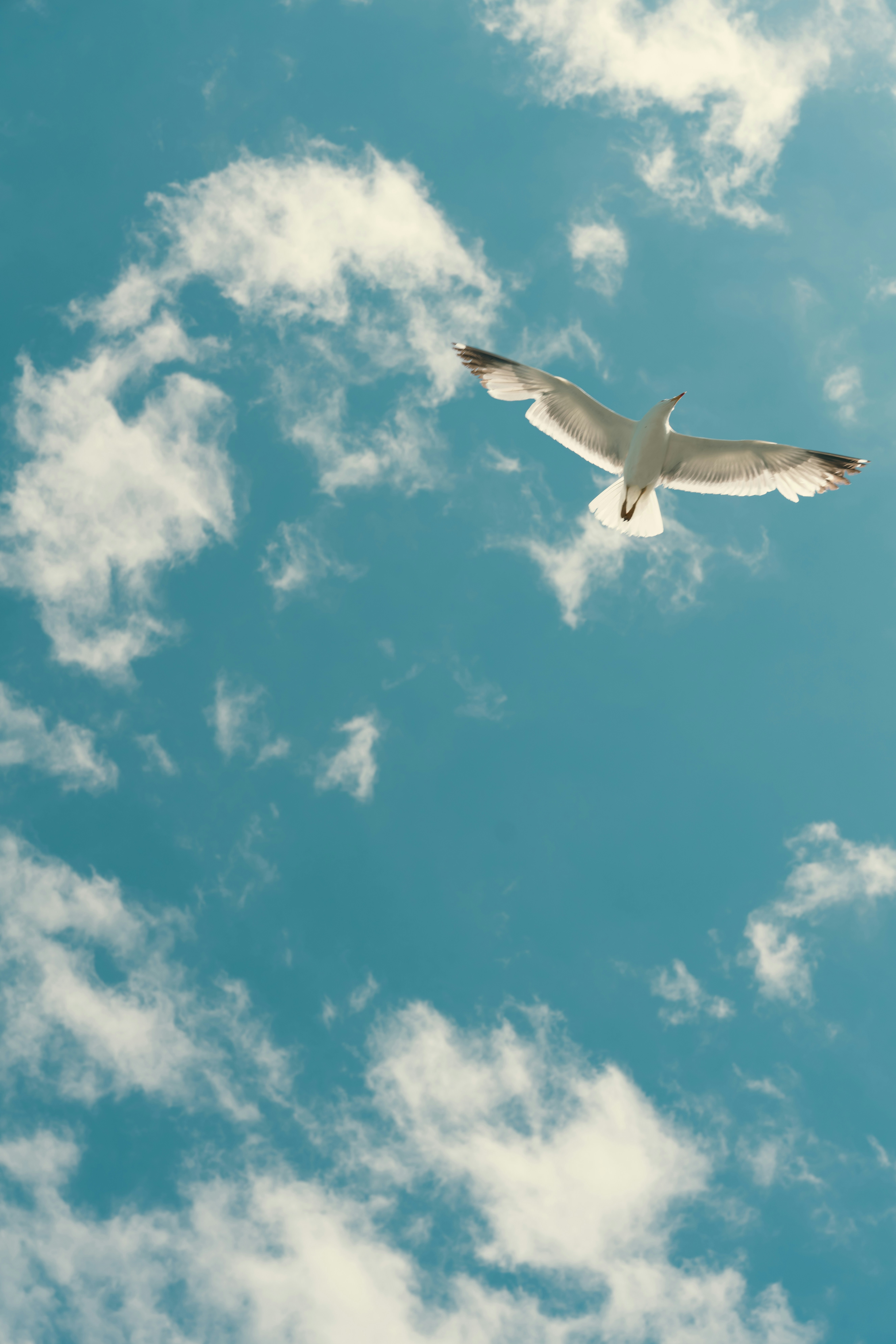 A white bird flying through a blue cloudy sky photo – Free Animal Image ...