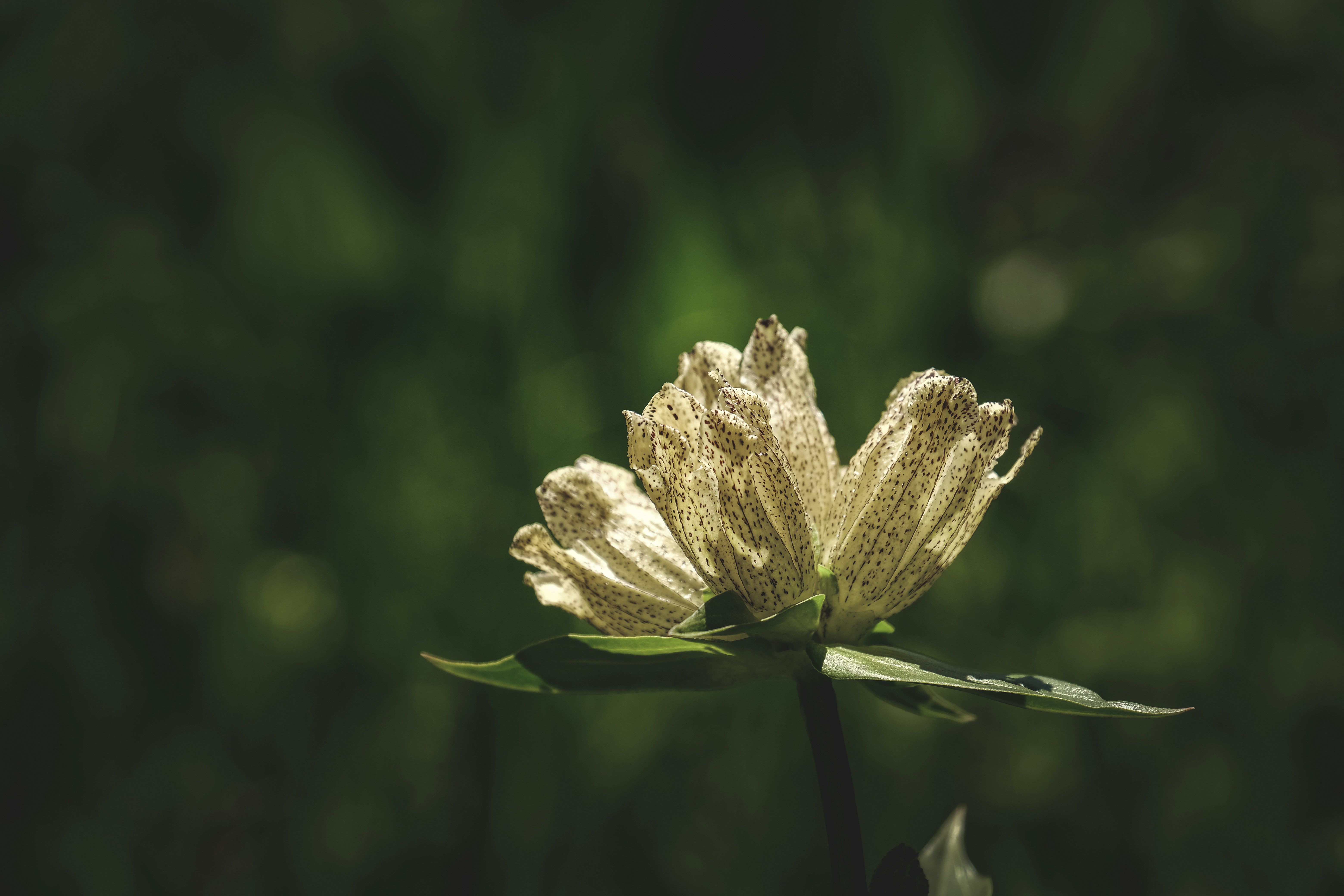 Cream Petals in Velvet Green: a Close-Up of Texture and Light