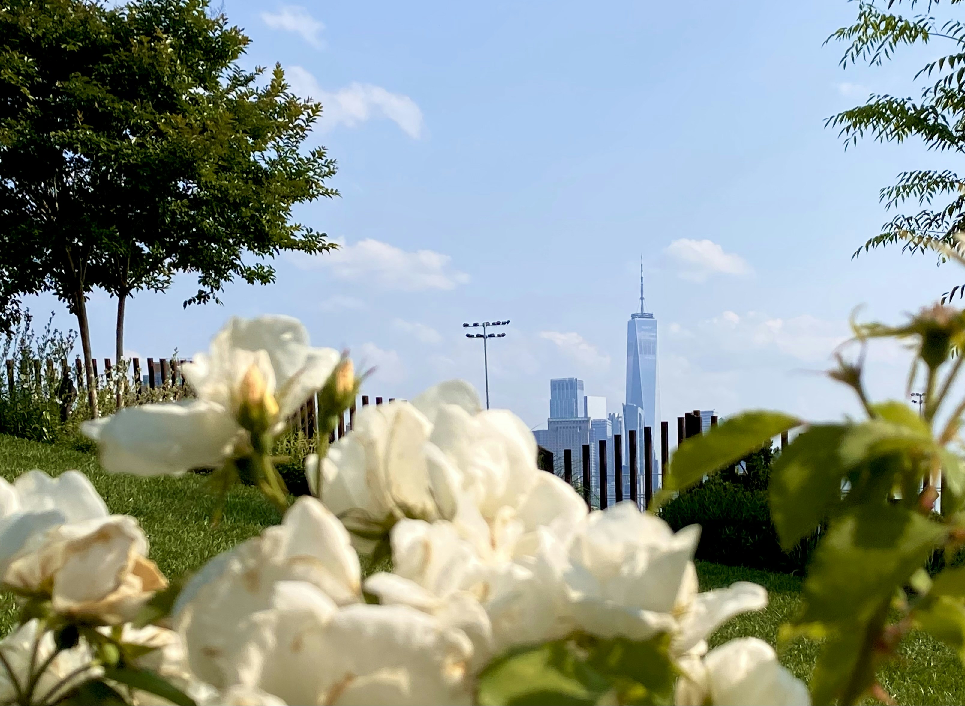 Foreground Roses Framing a Distant City Skyline