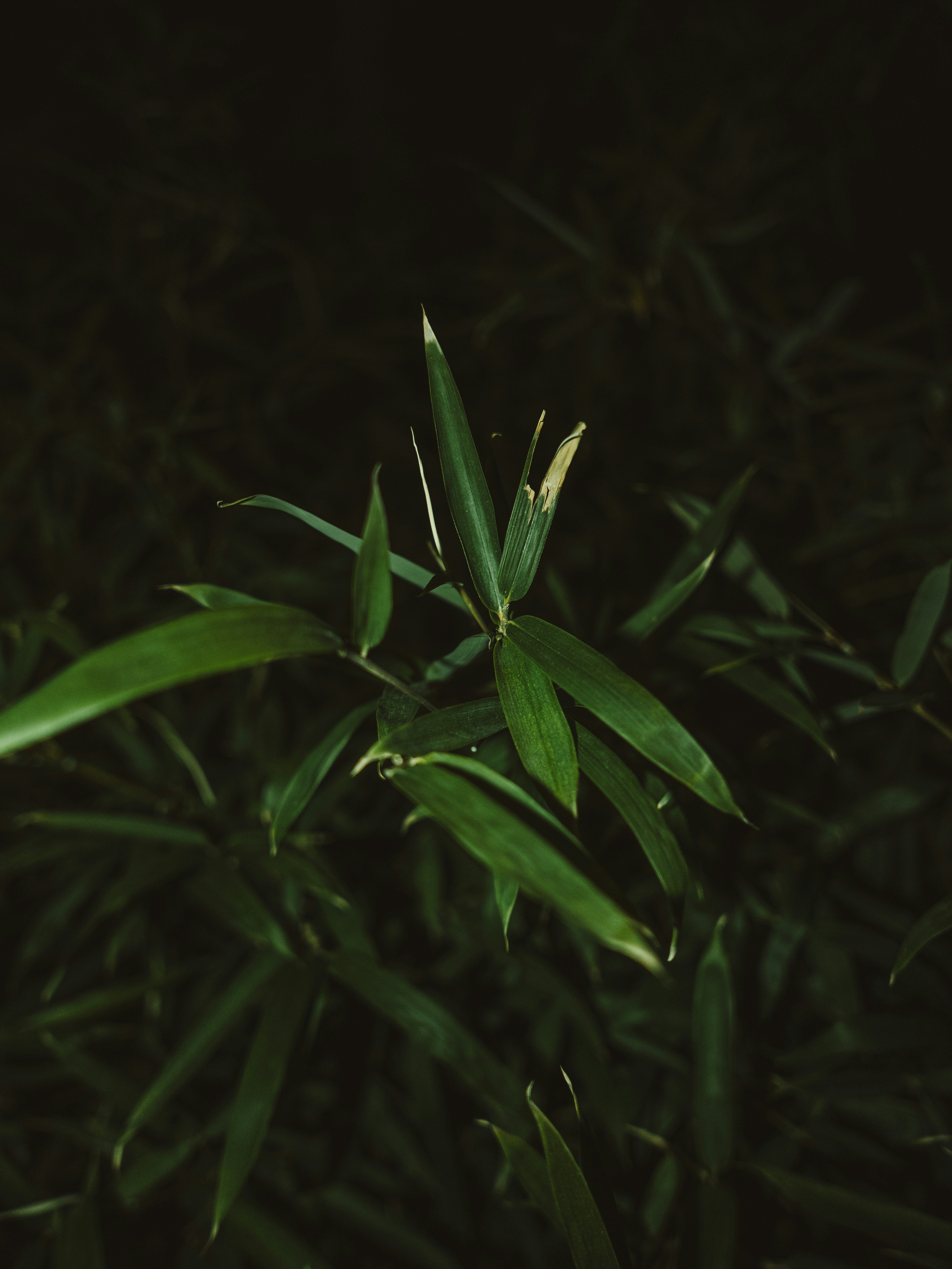 Close-up photograph of jade-green bamboo leaves against a dark background, highlighting texture and natural geometry.