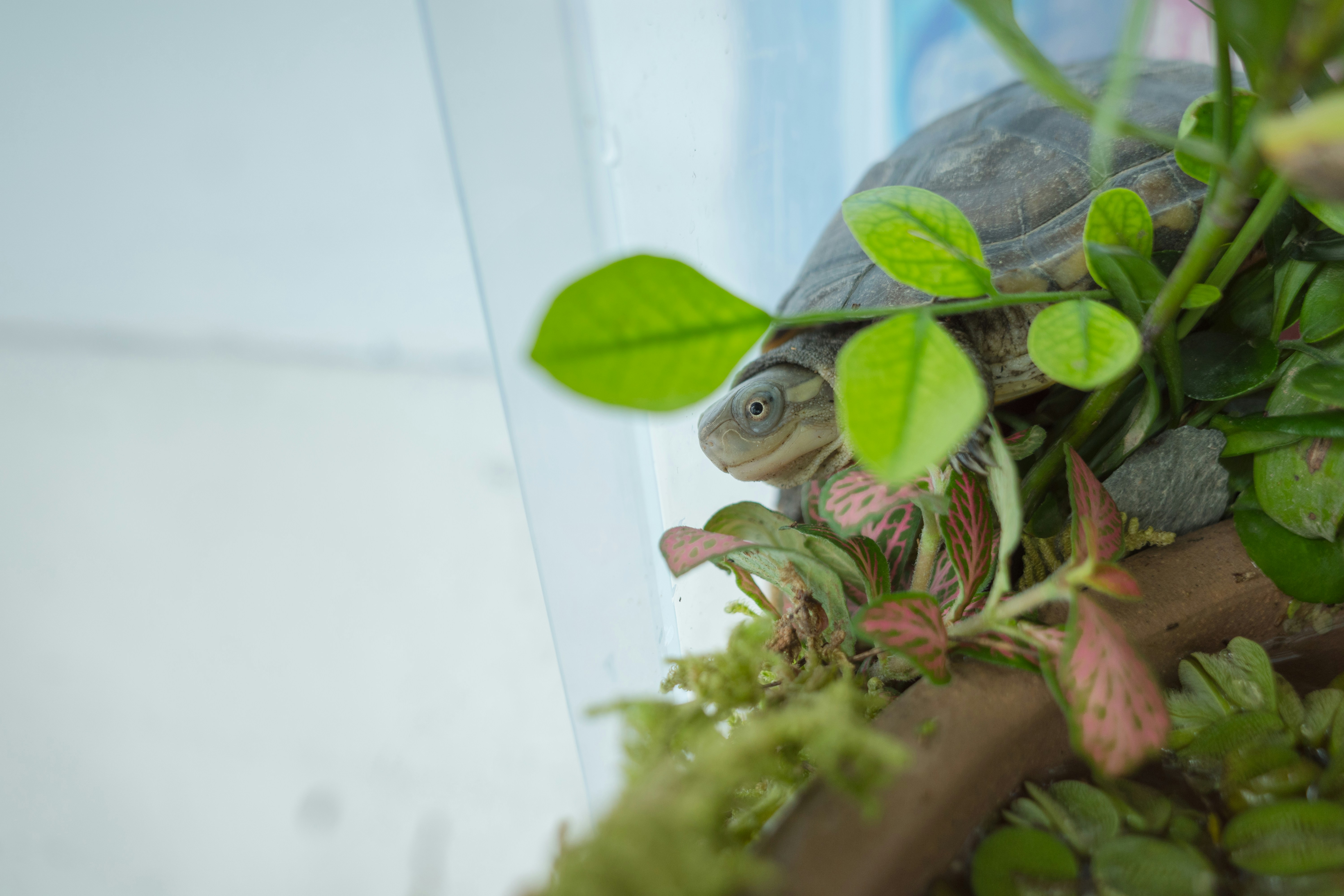 Partial View: A Turtle Emerging Among Greenery by a Glass Divider