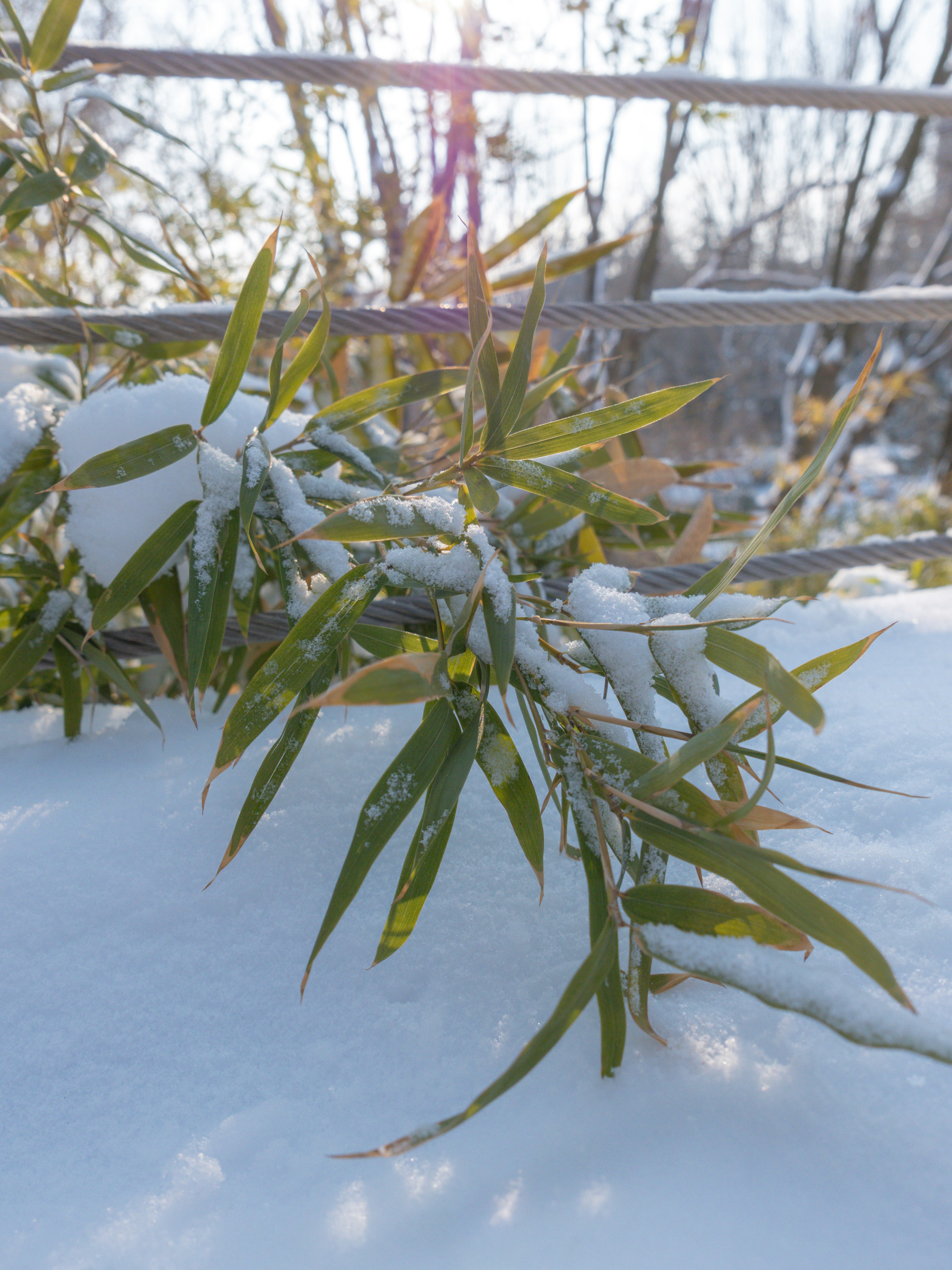 Snow-kissed bamboo in late afternoon sunlight