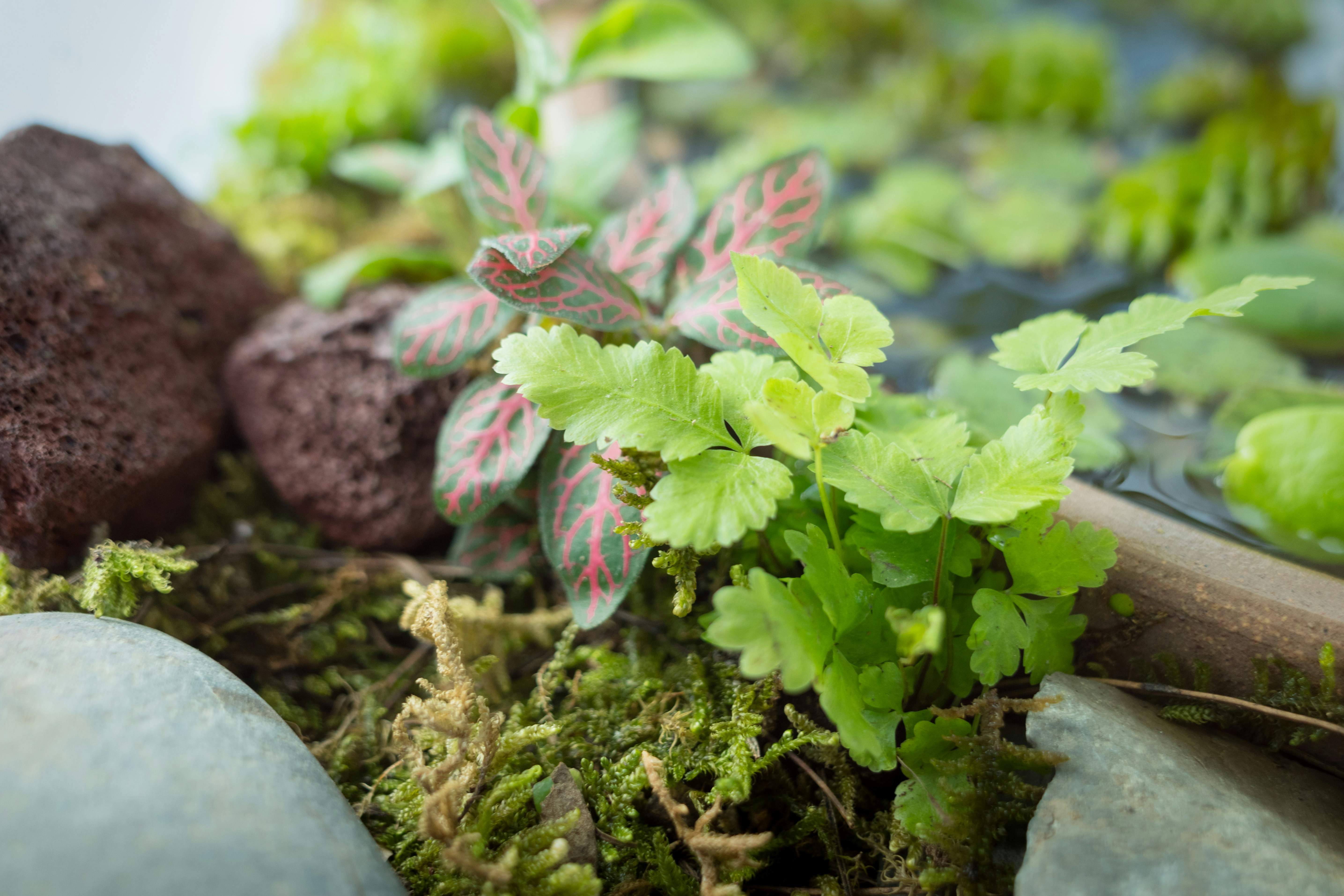 Verdant Micro-Terrace: Pebbles, Moss, and a Leafy Slice of Garden
