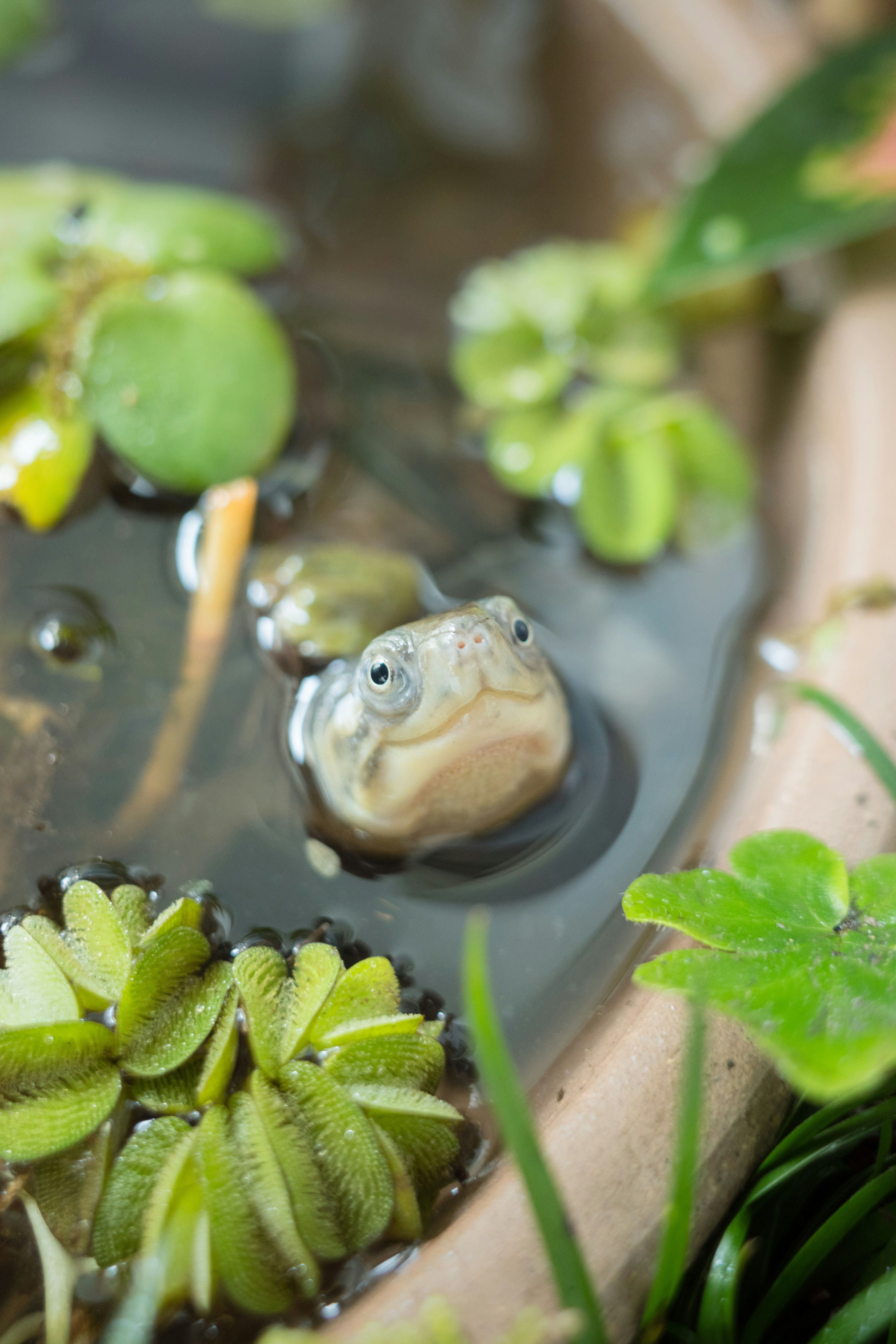 Curious Gaze in a Green Pond: Frog Emerges for a Close-Up Moment