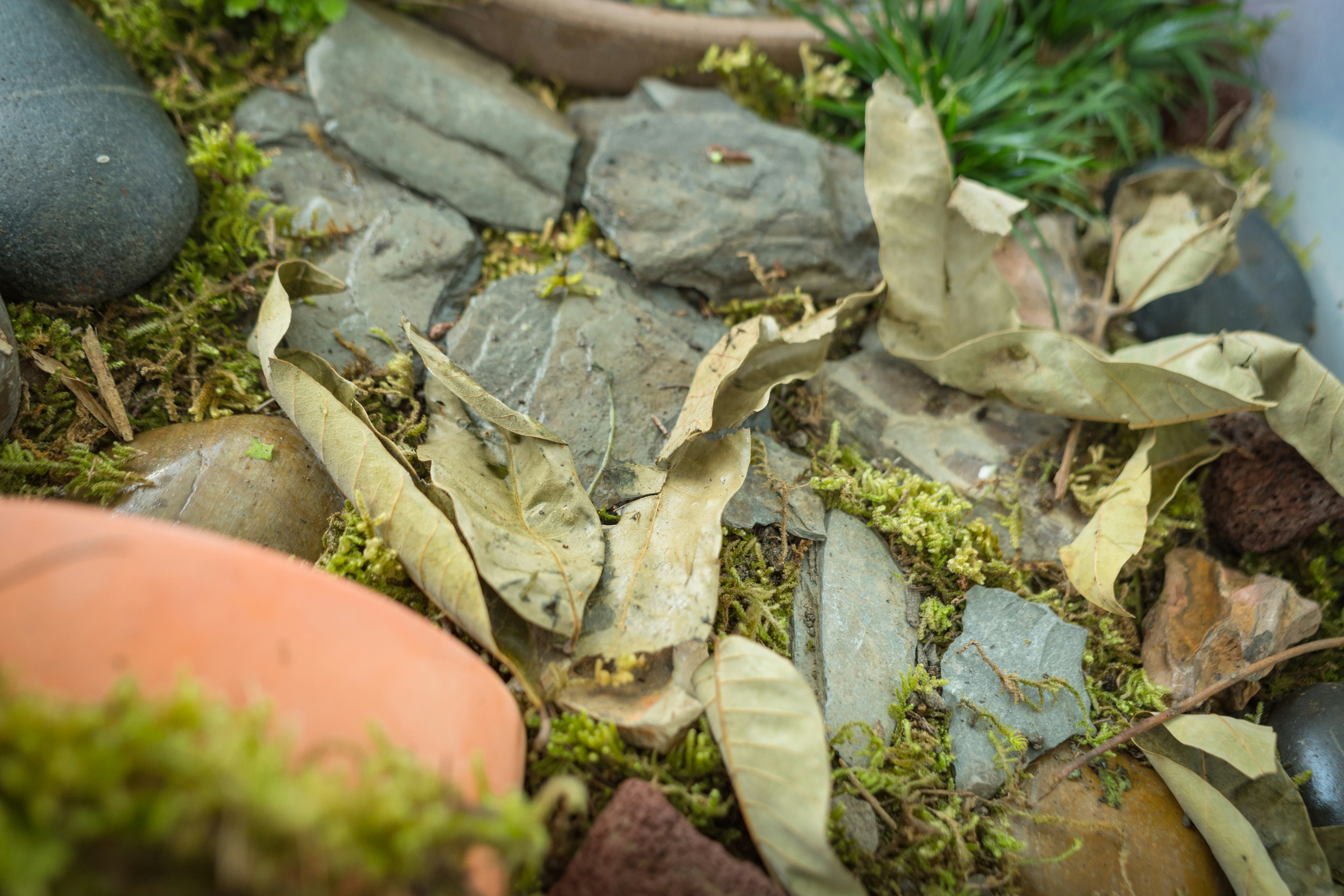 A pile of rocks and plants in a container