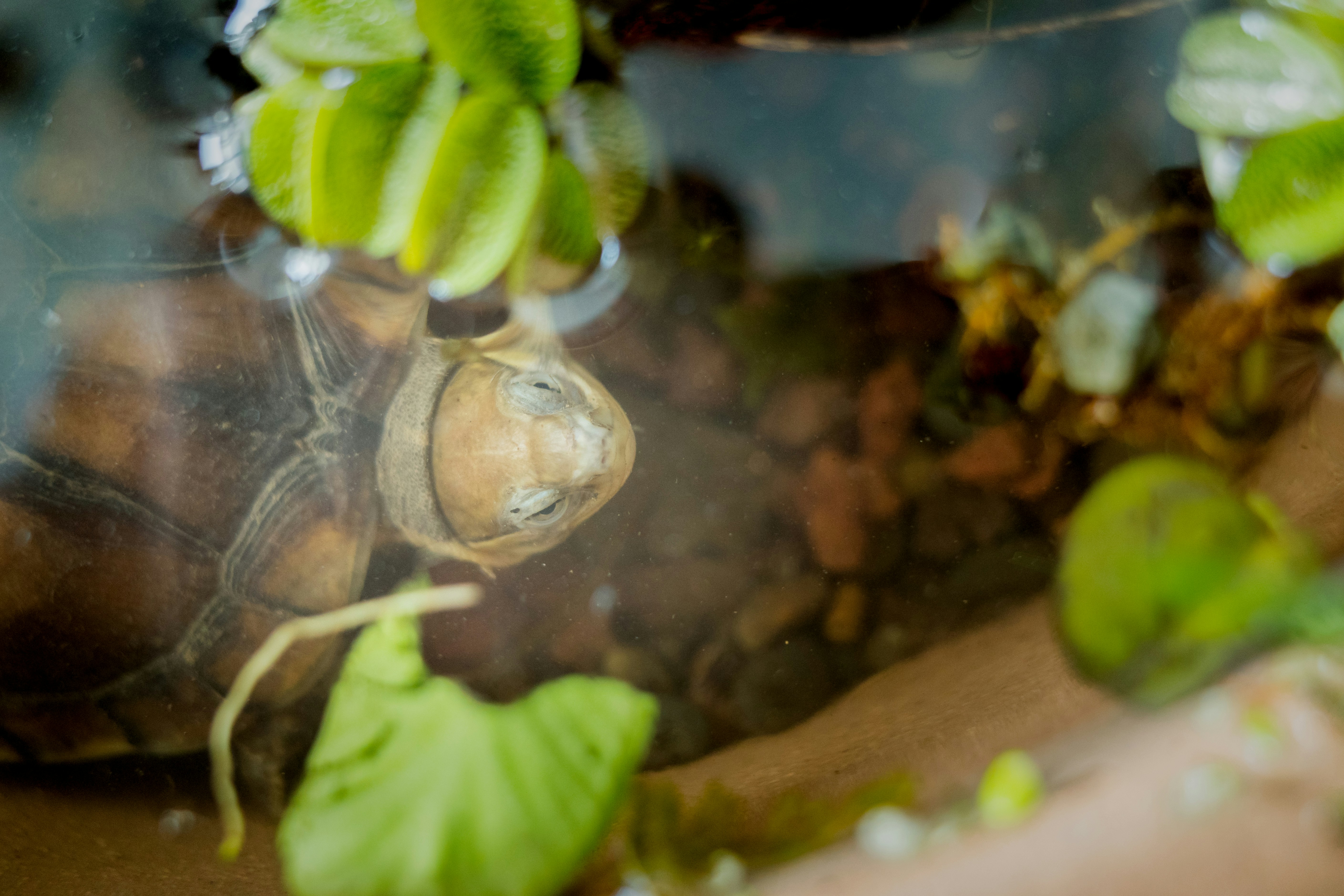 Submerged Watcher: A Turtle Peeks Through a Veil of Pond Greens