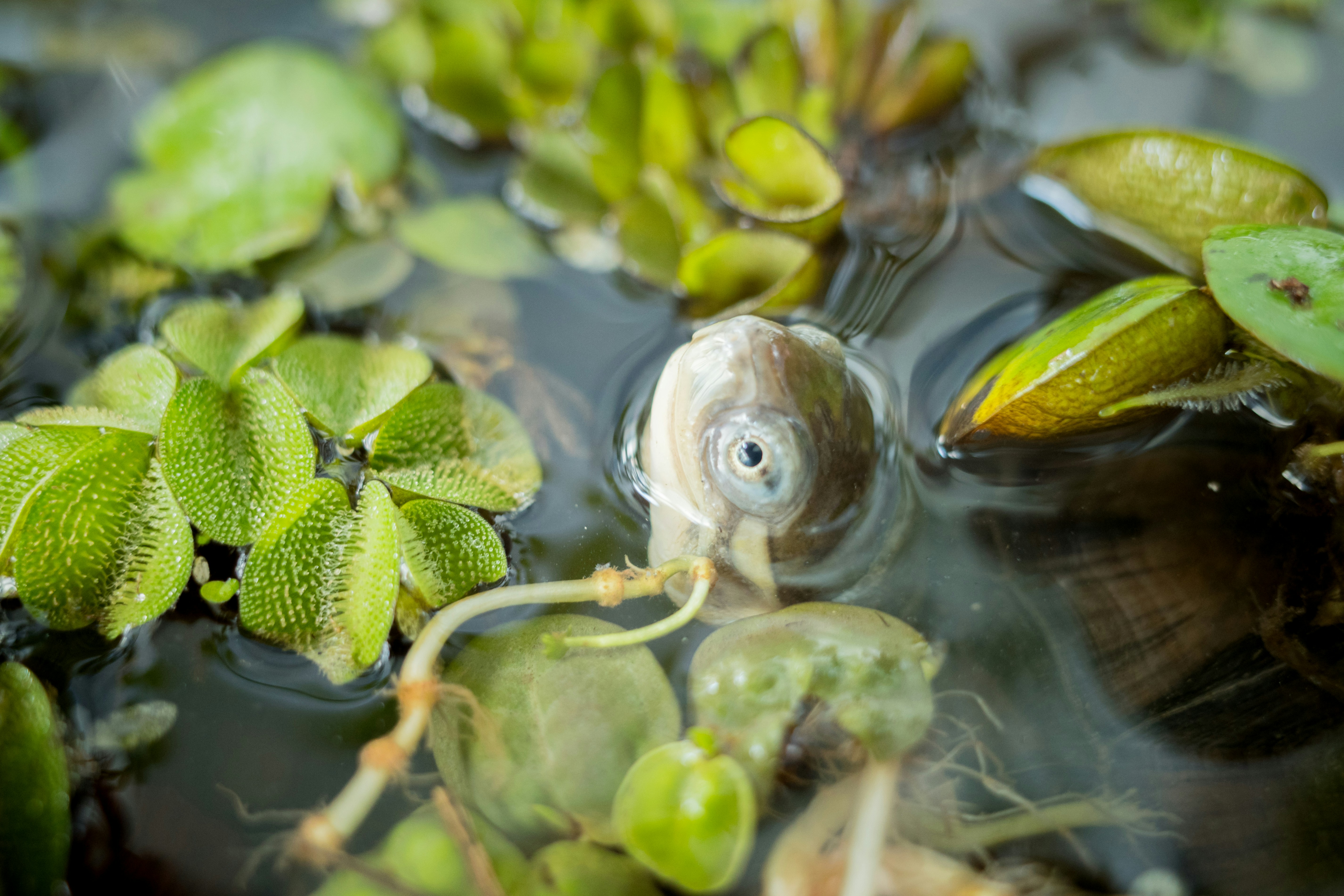 Tiny Snail Emerges Through a Glassy Pond Among Duckweed