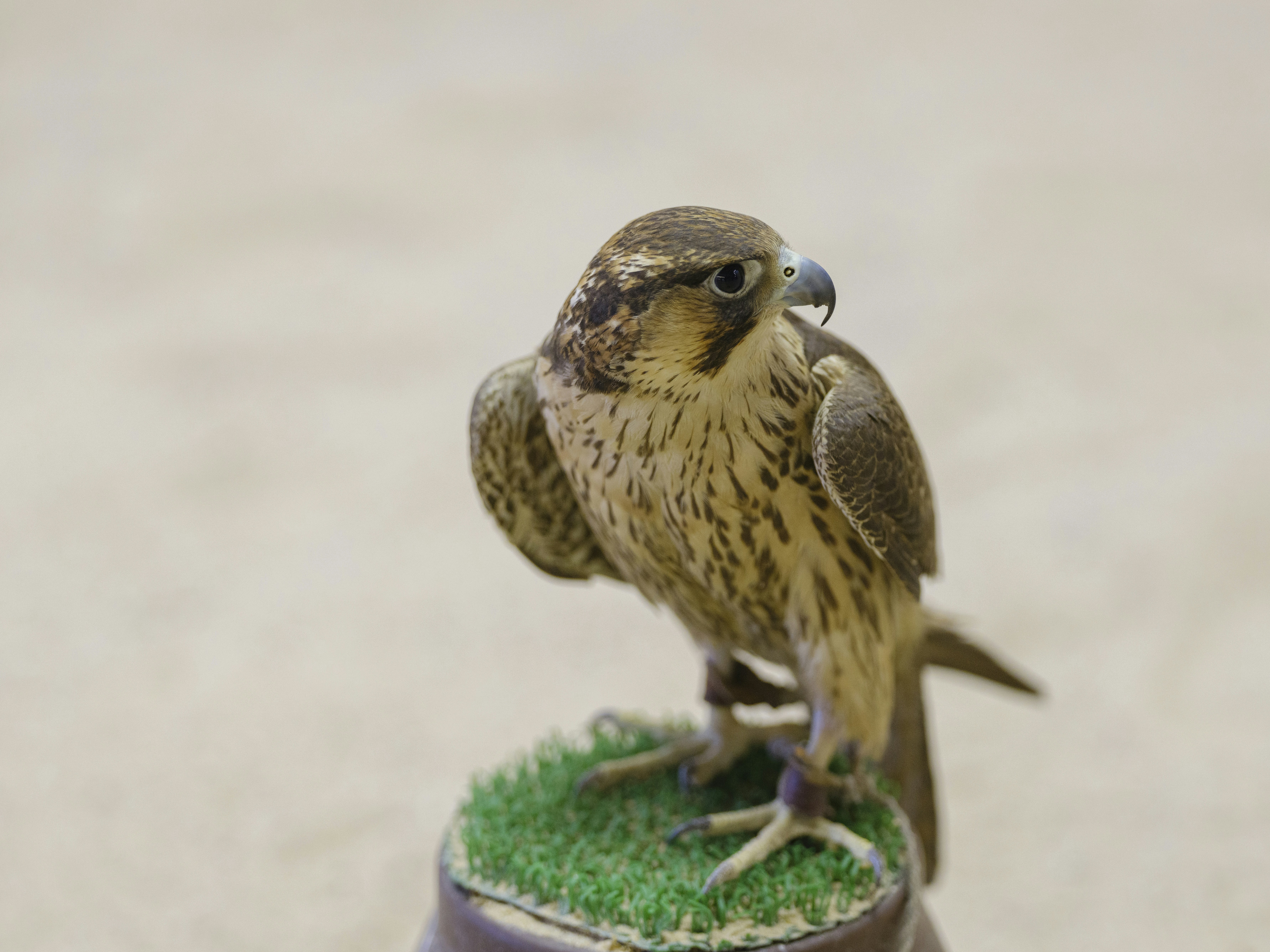 a beautiful falcon at the bird market