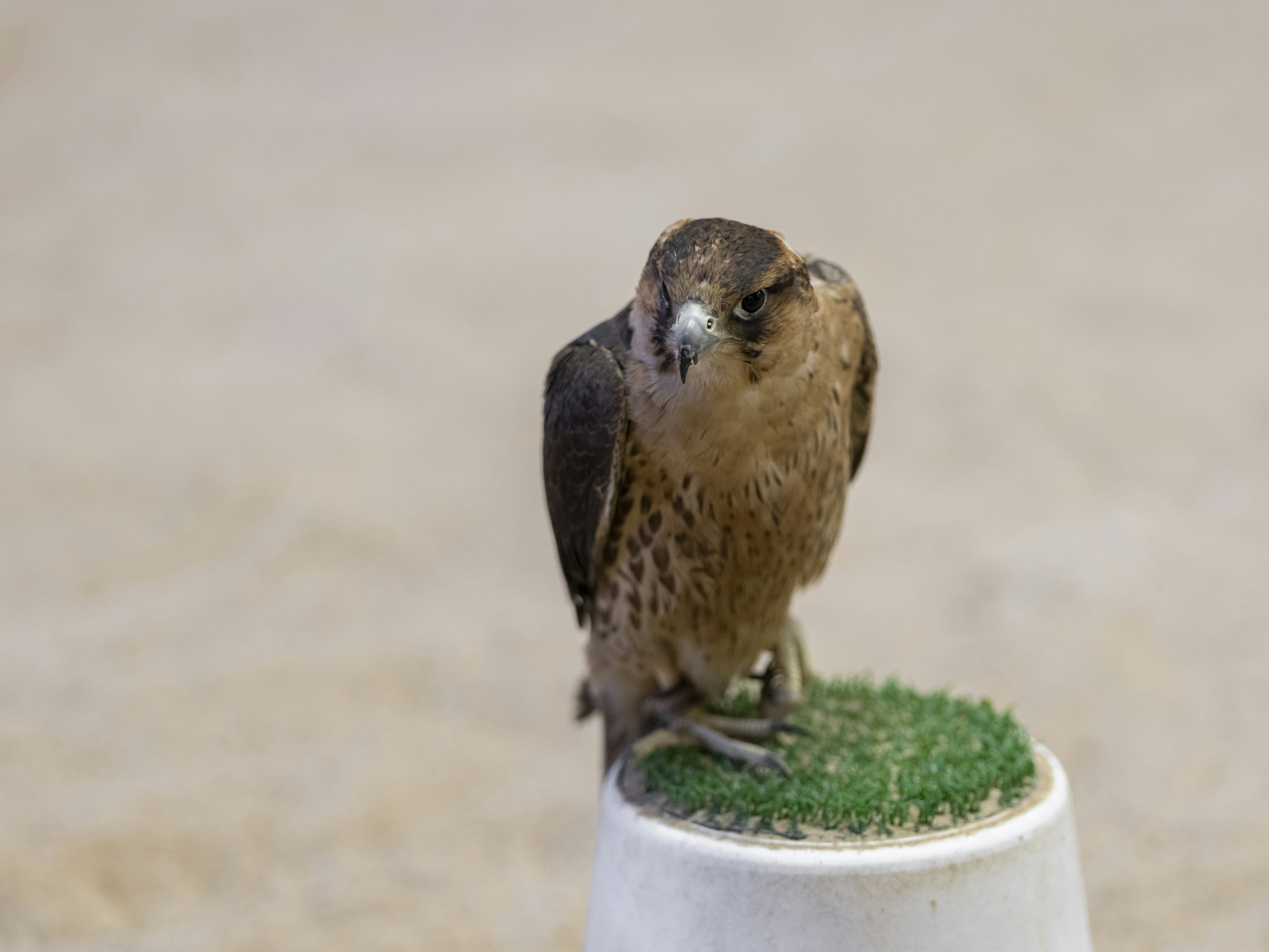 Quiet Vigil on a Mossy Pedestal