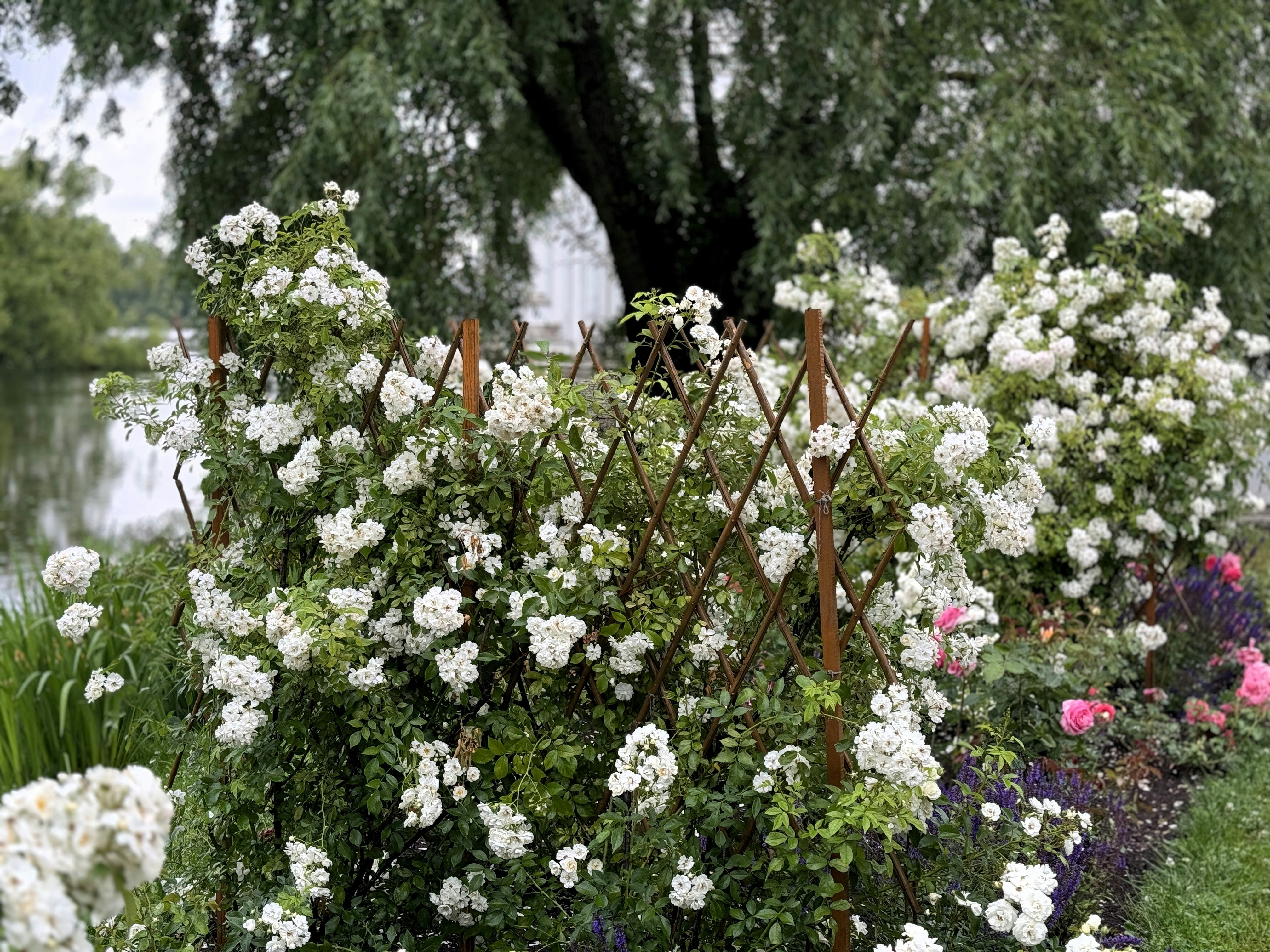 A bush of white flowers next to a lake photo – Free Pushkin Image on ...