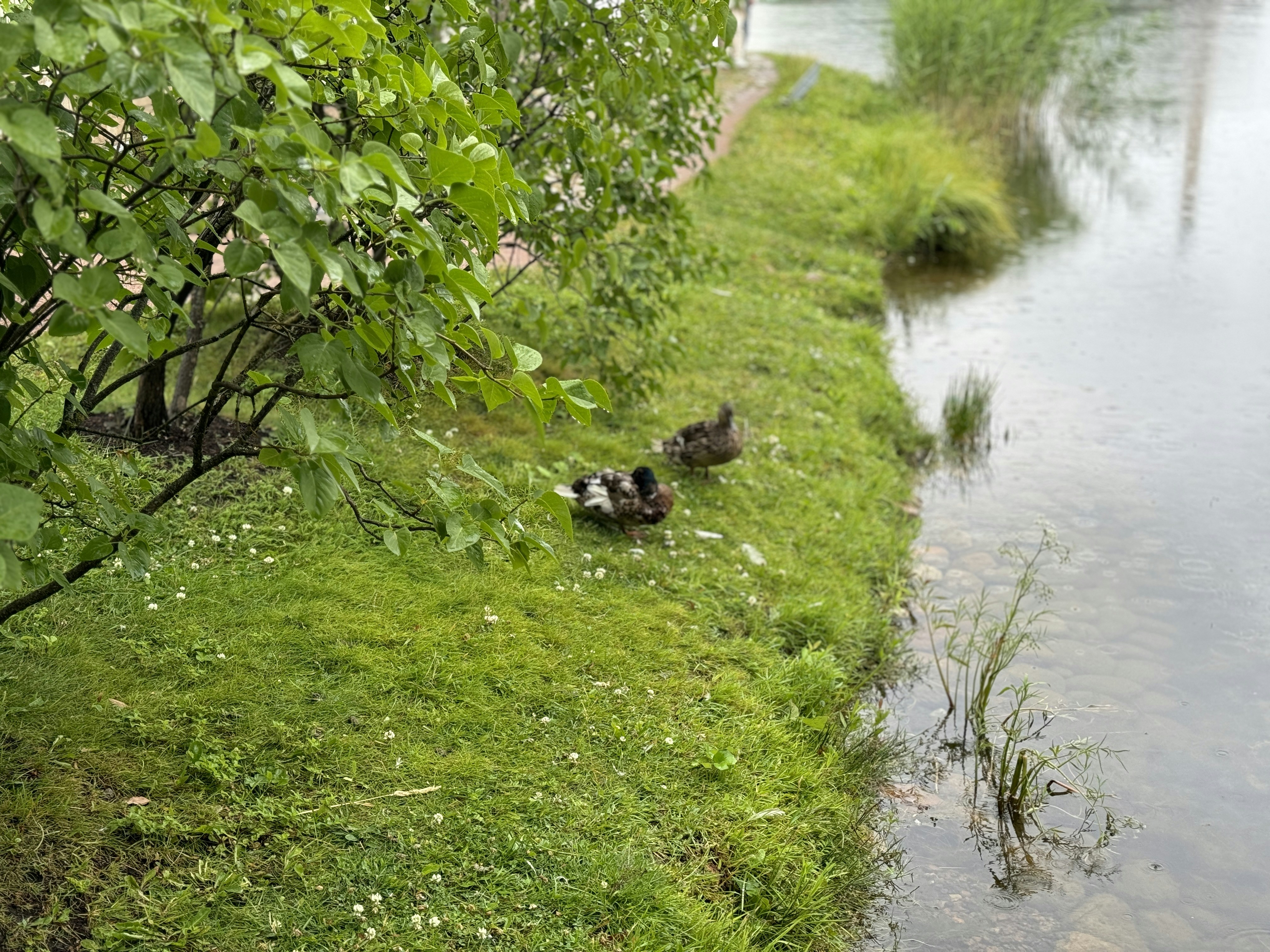 Serene Riverside Walk
