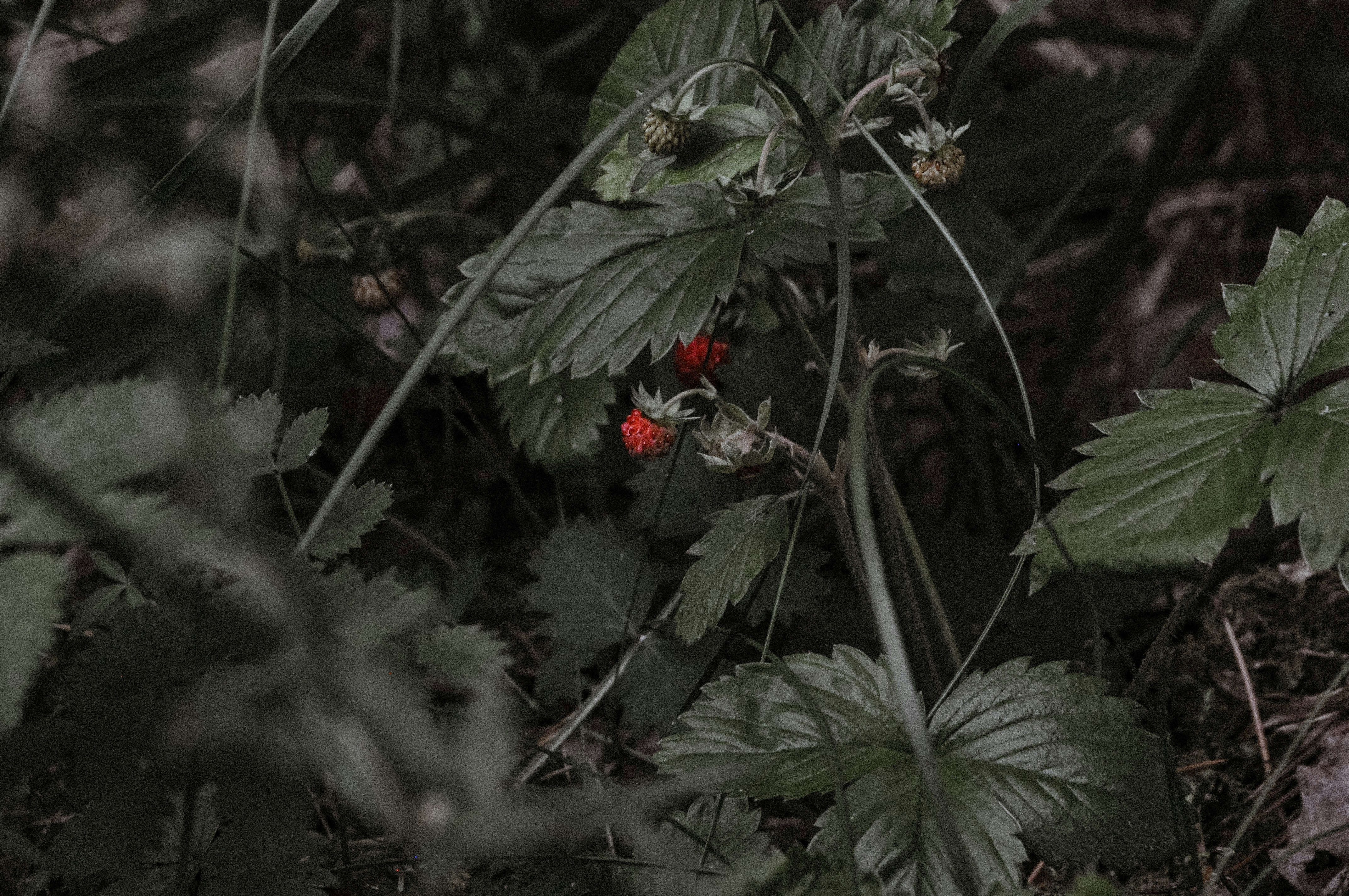 A small red berry sitting on top of a green plant photo – Free Plant ...