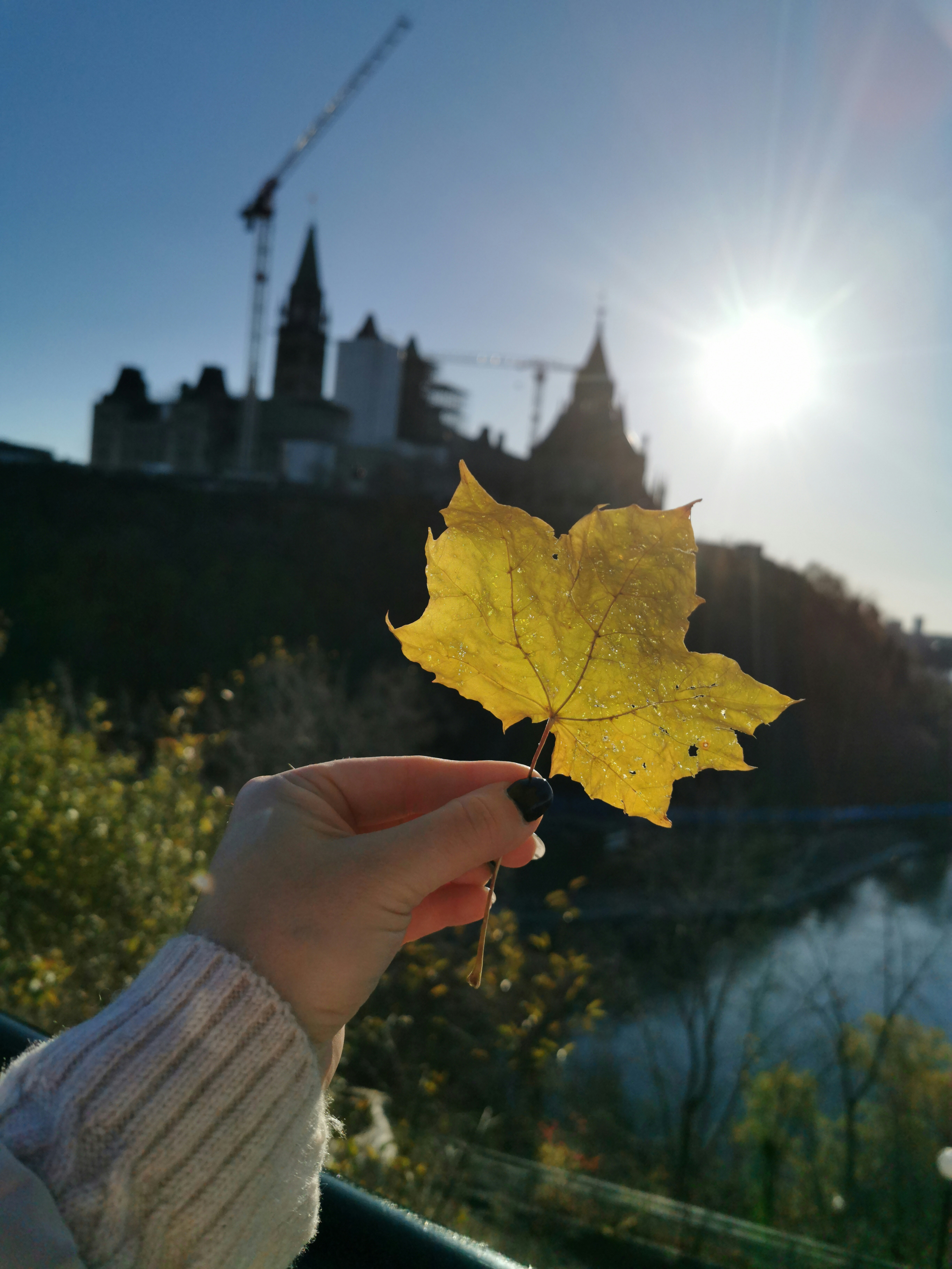 Backlit Autumn Leaf Framing a Sunlit Cityscape with Crane Silhouettes